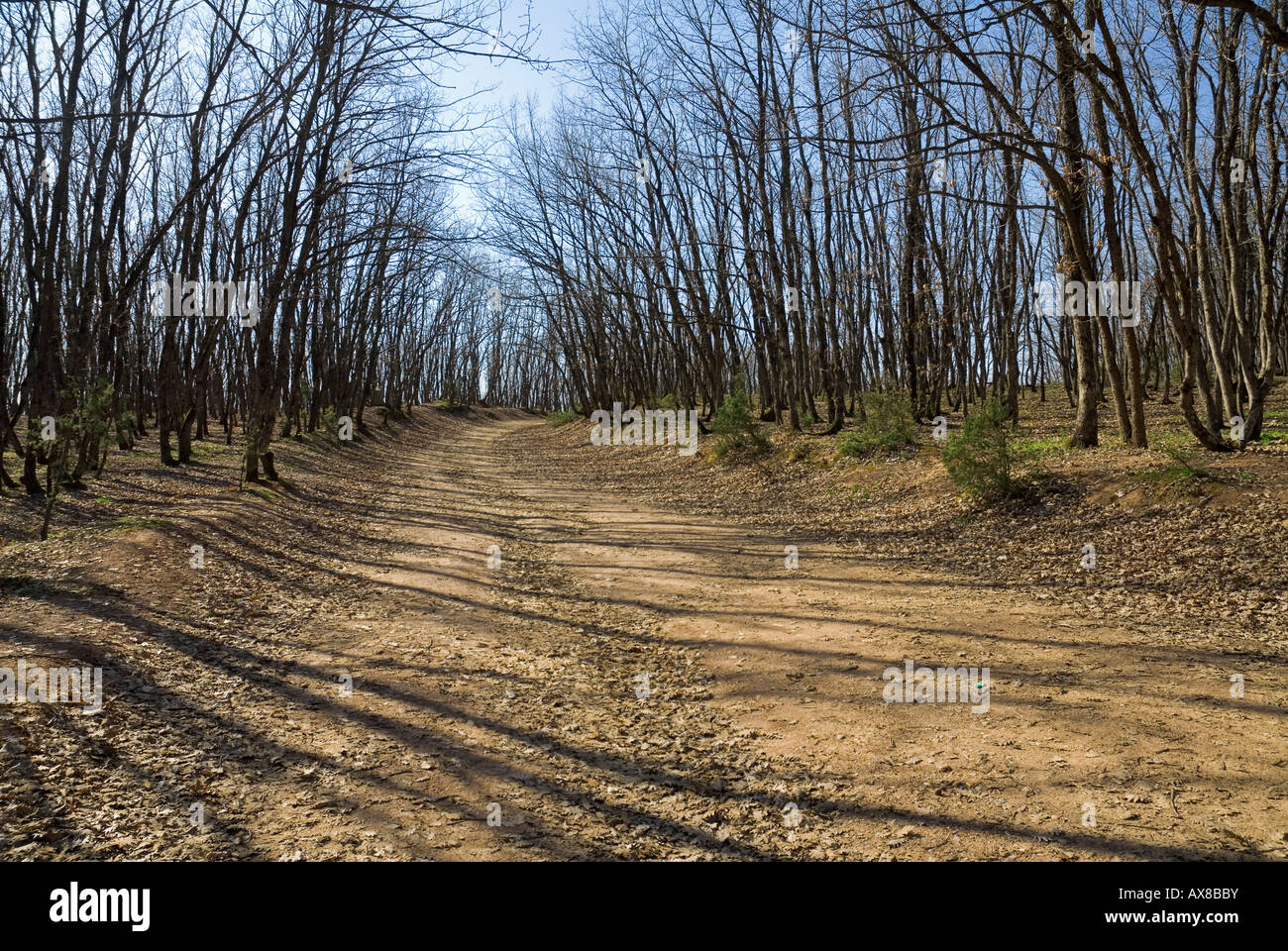 Dry oak trees shadowing earth path Stock Photo - Alamy