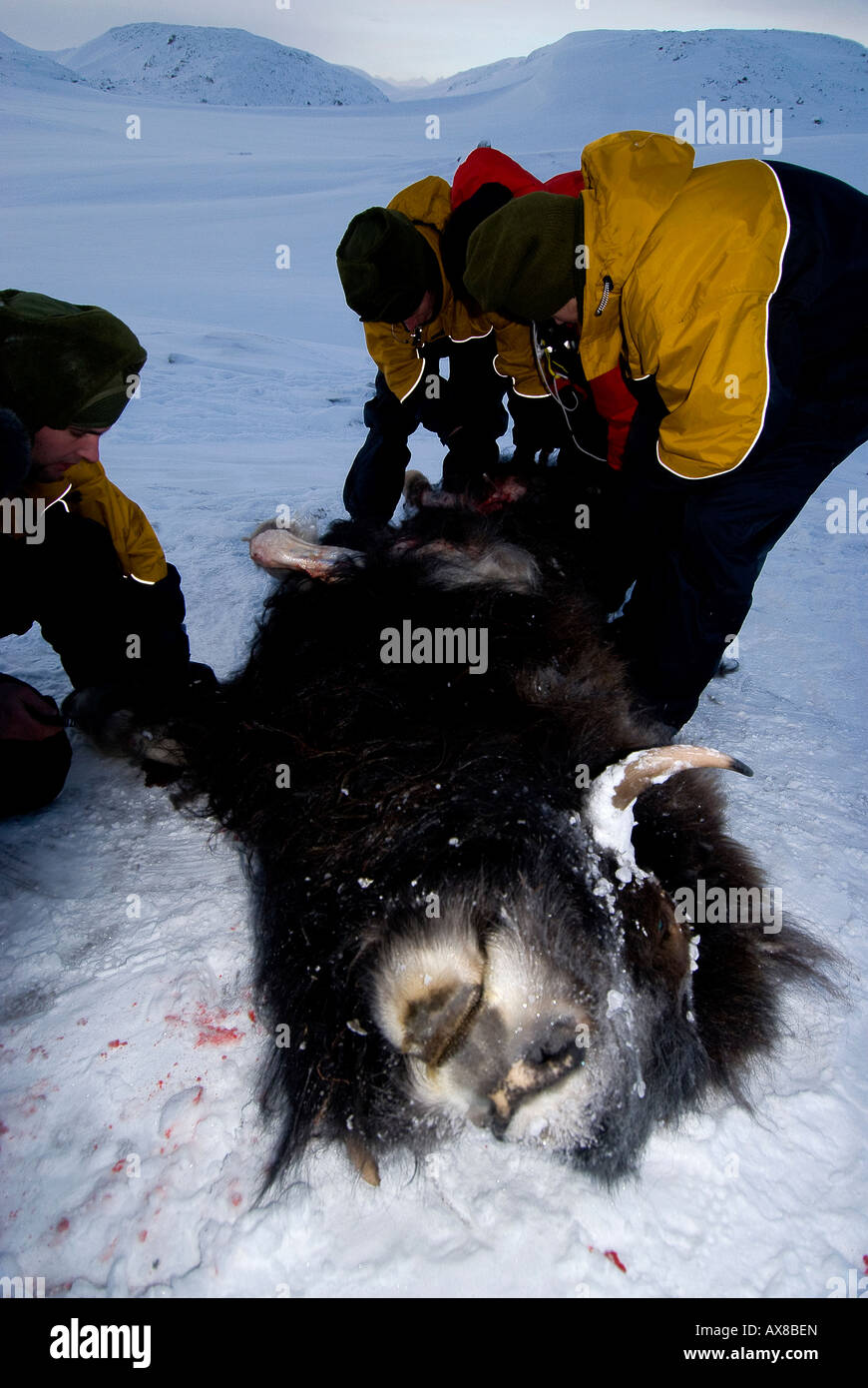 Without food for almost 2 days the recruits must kill skin and butcher ...