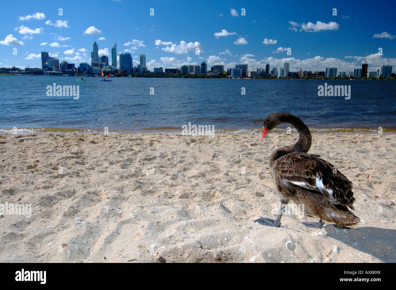 Black swan (Cygnus atratus) on the shores of the Swan River with Perth ...