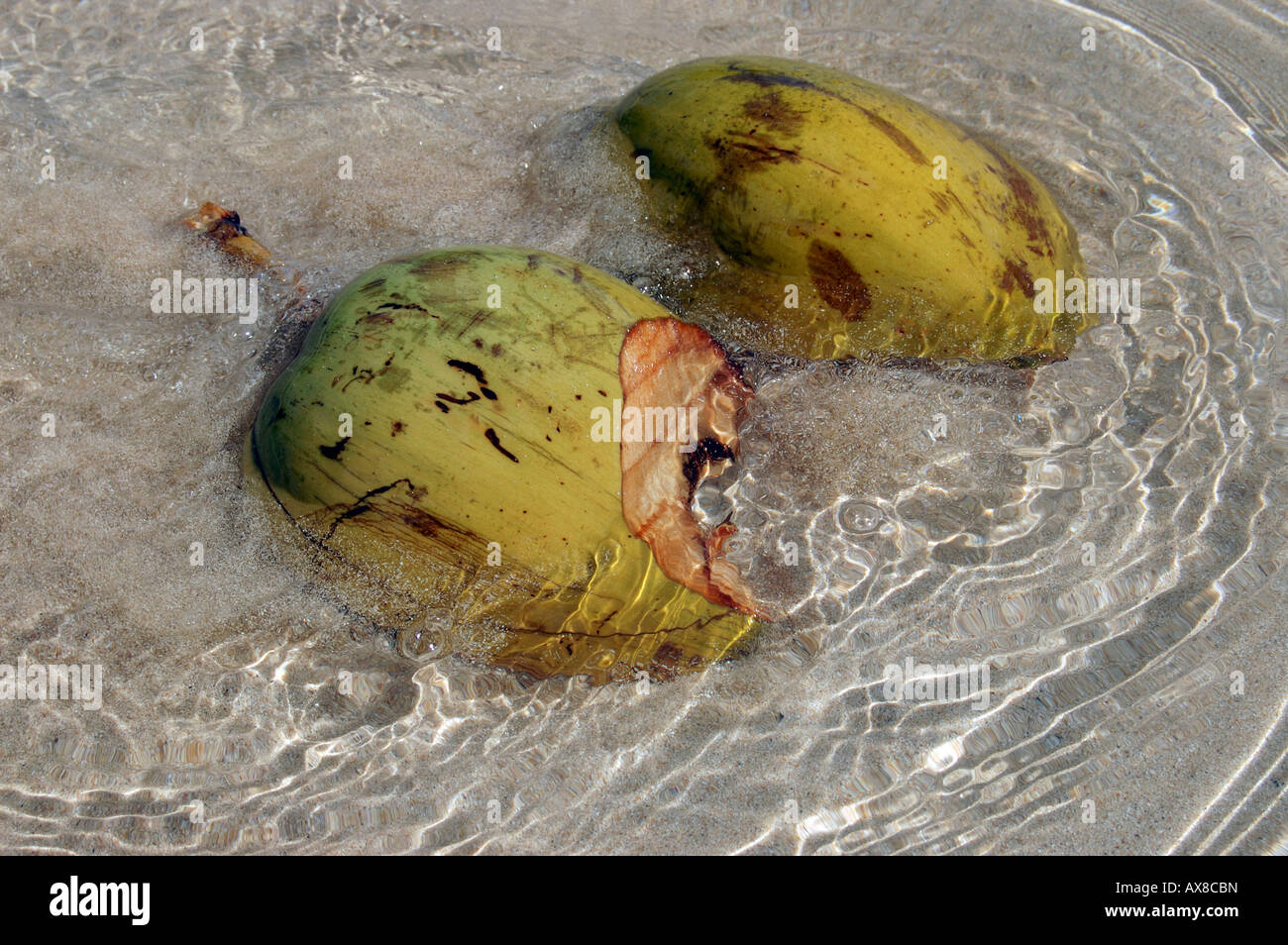two coco nut shells in shallow water on a beach Stock Photo - Alamy