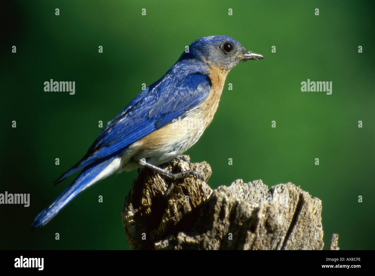 At the bluebird hi-res stock photography and images - Alamy