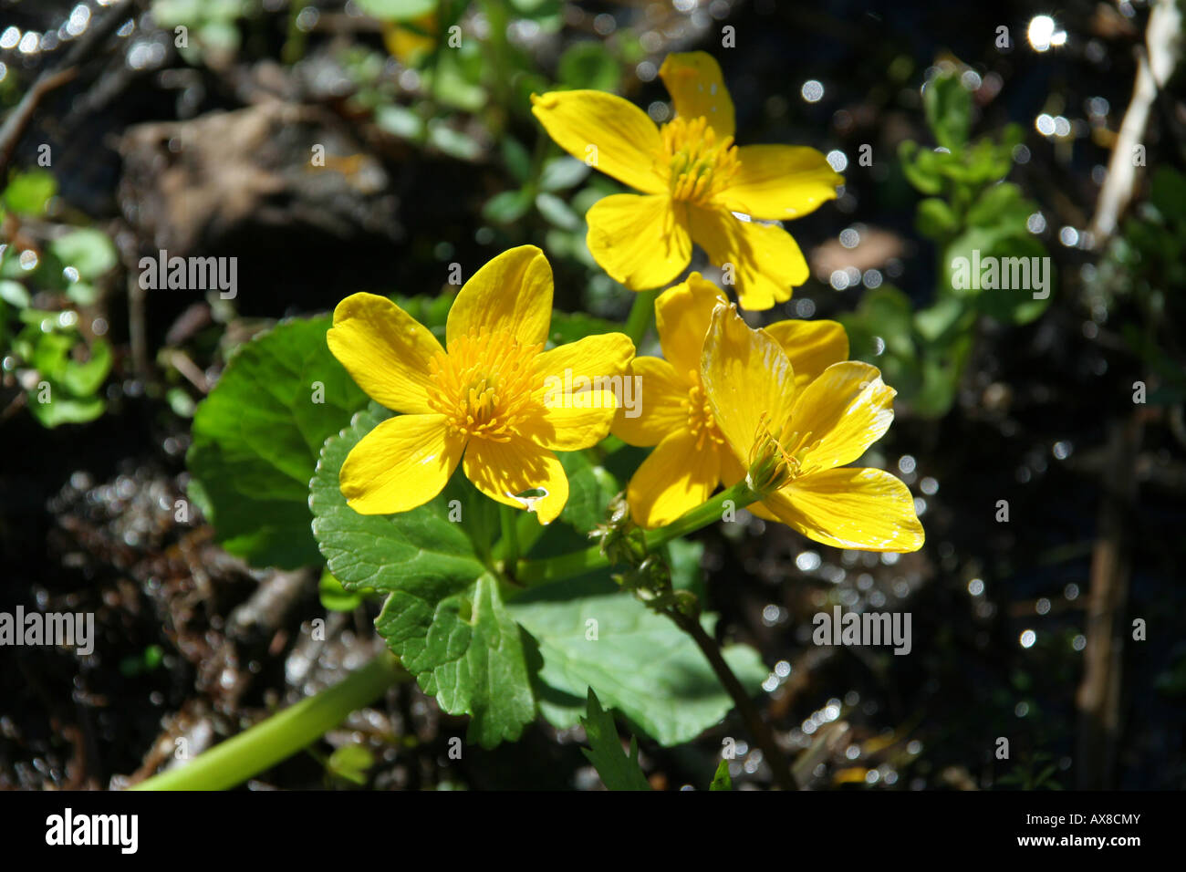Marsh Marigold Caltha palustris Stock Photo - Alamy