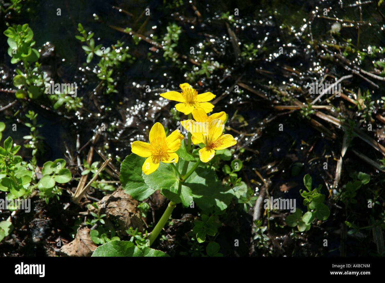 Marsh Marigold Caltha palustris Stock Photo - Alamy