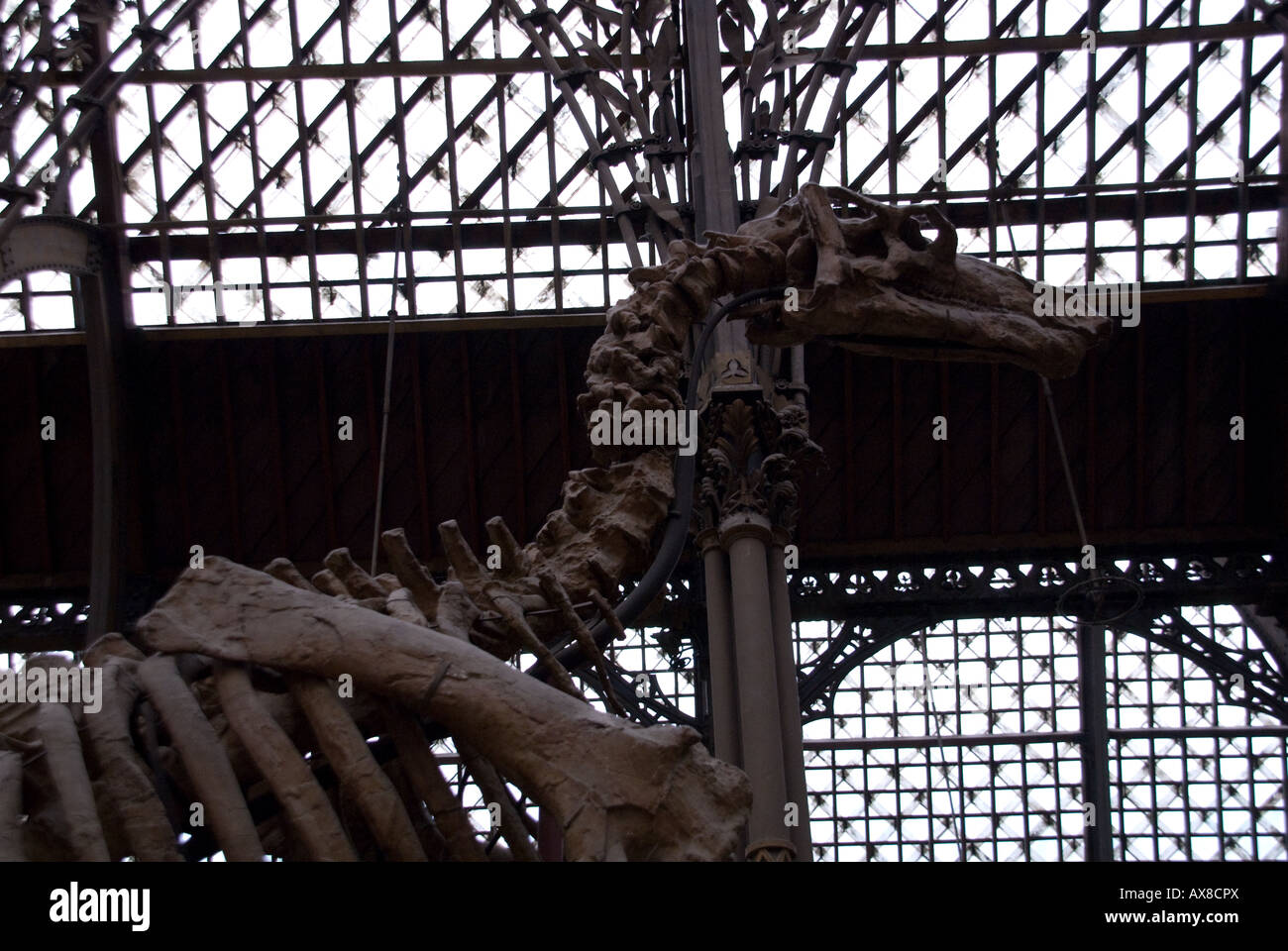 Oxford University Museum of Natural History including the Pitt Rivers ...