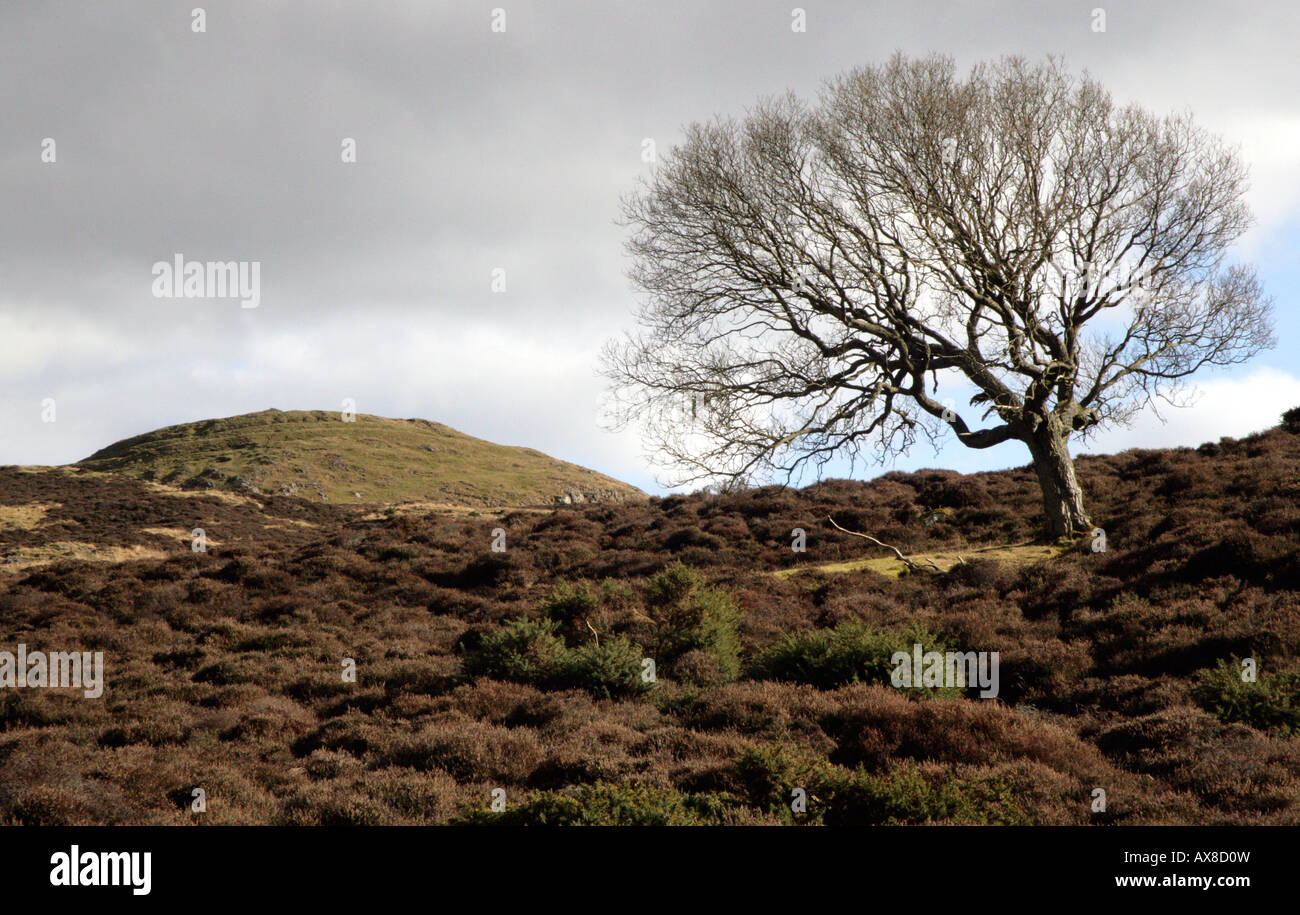 Dunsinane and birnam wood hi-res stock photography and images - Alamy