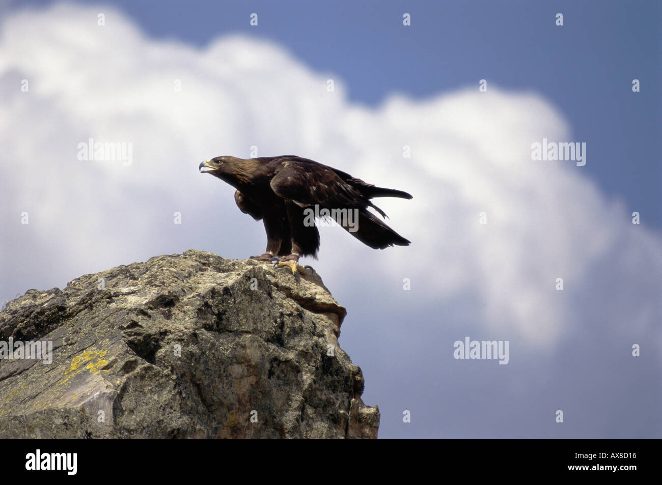 Golden eagle perched rock hi-res stock photography and images - Alamy