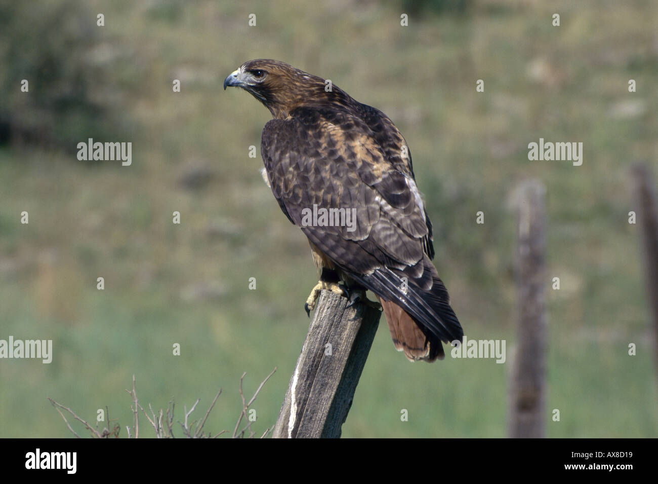 Red tailed Hawk Stock Photo - Alamy