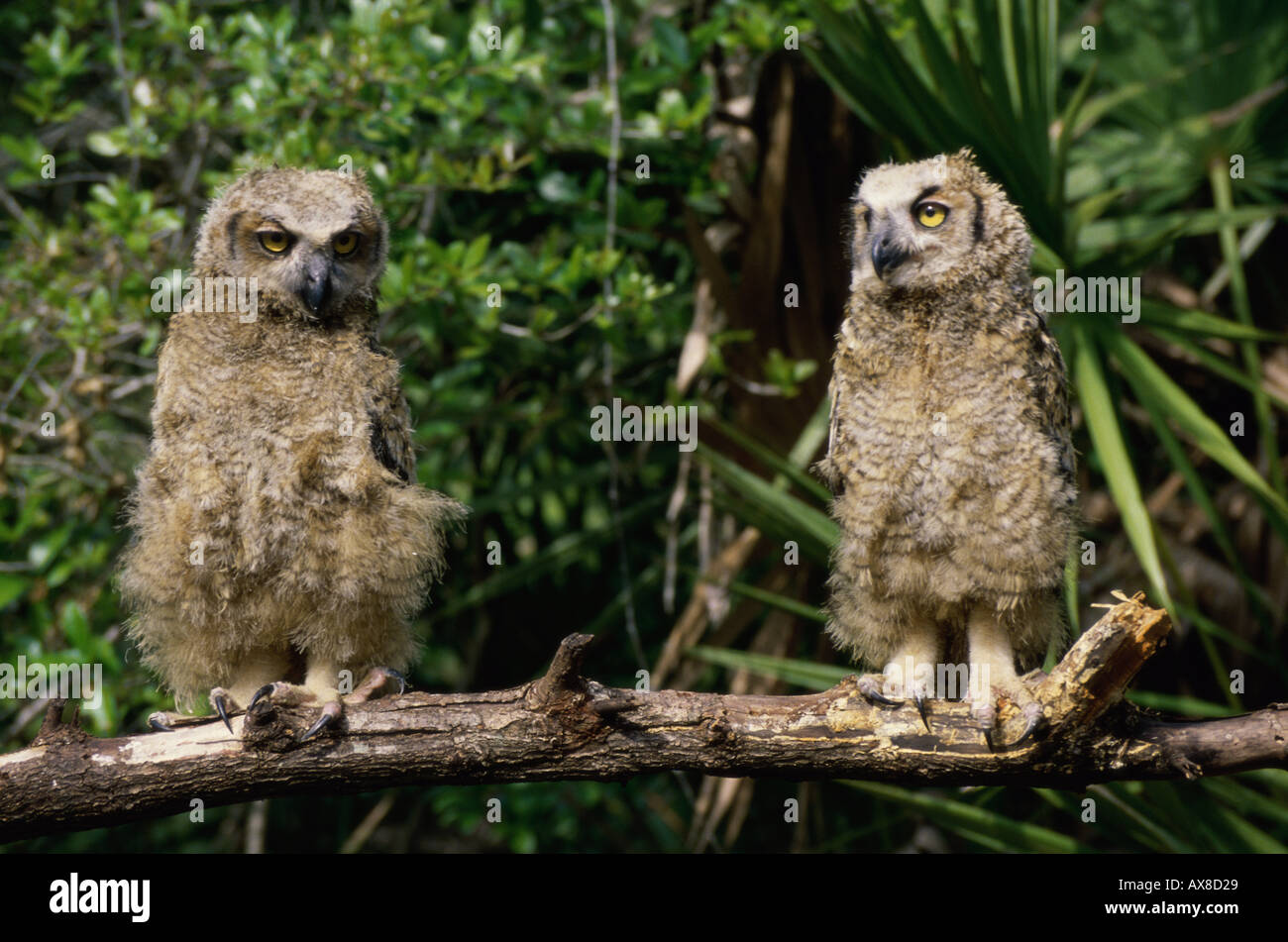 Juvenile Great Horned Owls Stock Photo - Alamy