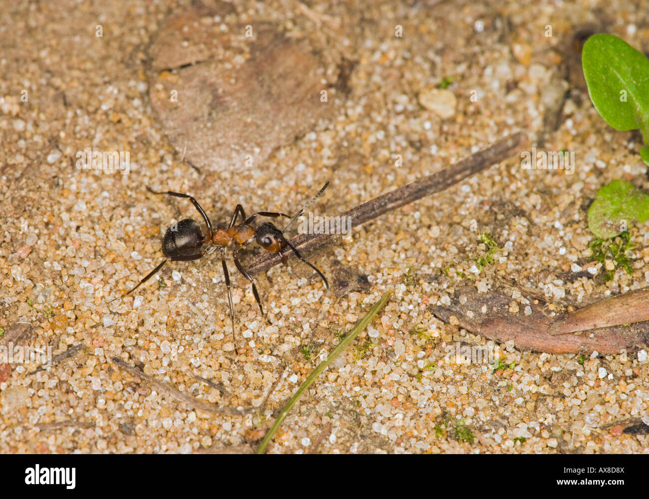 Wood ant Formica rufa moving nest material Stock Photo - Alamy
