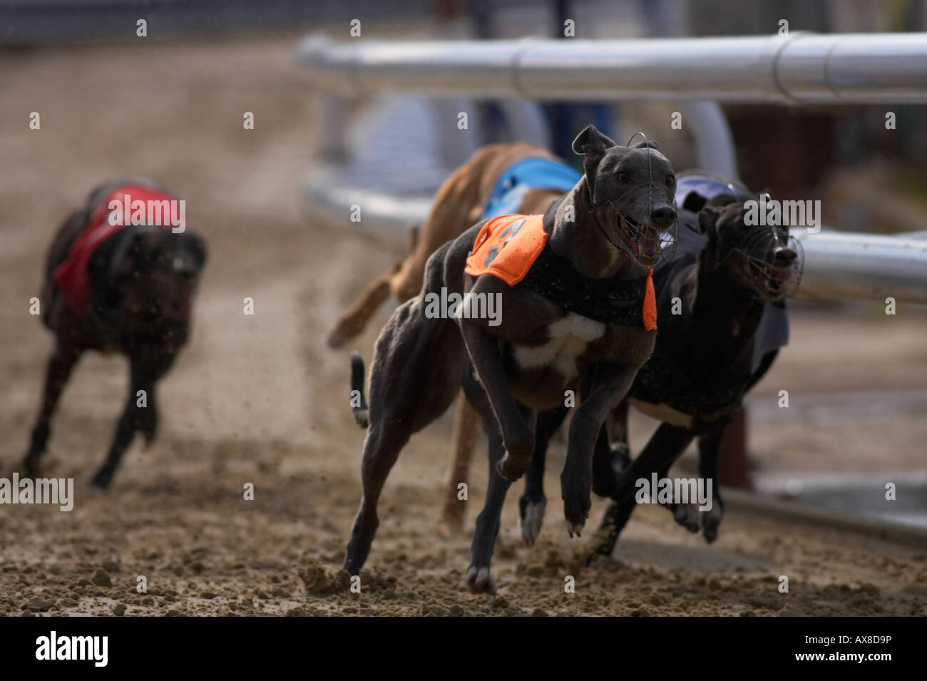 Greyhound racing at Oxford Stock Photo - Alamy