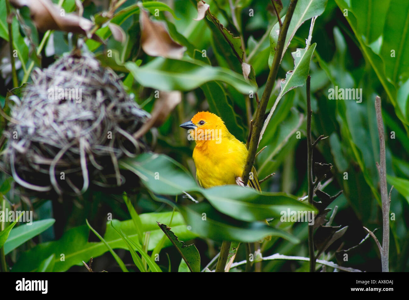 Taveta Golden Weaver Ploceus castaneiceps Stock Photo - Alamy