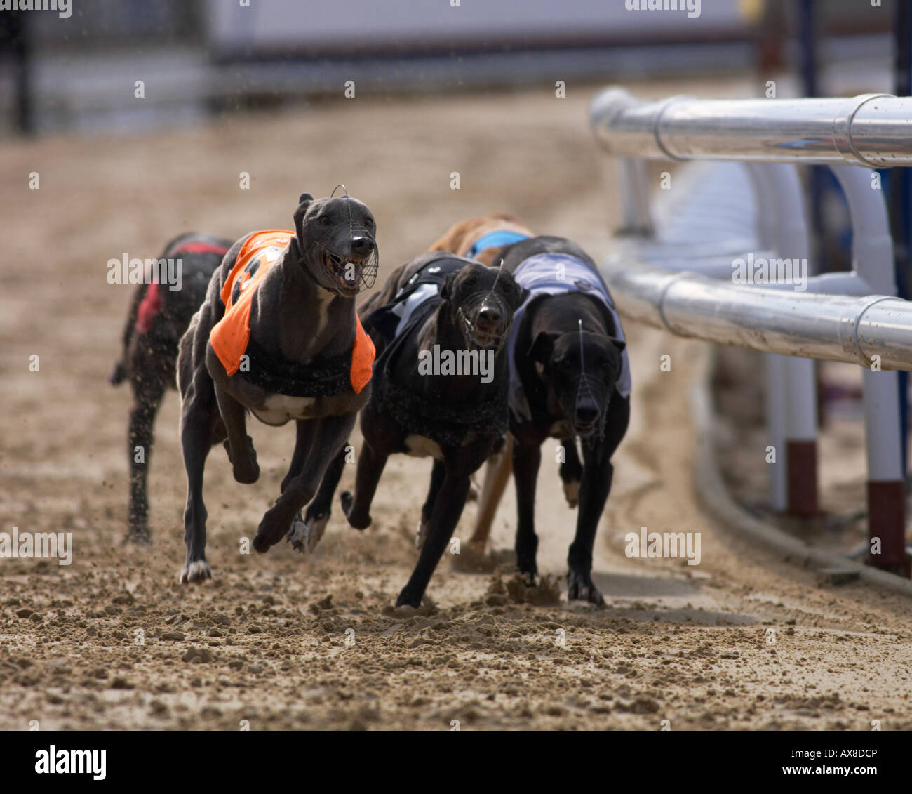 Greyhound racing at Oxford Stock Photo - Alamy