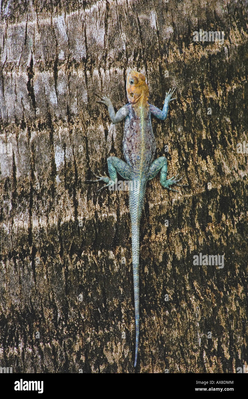 Tree agama lizard agama hi-res stock photography and images - Alamy