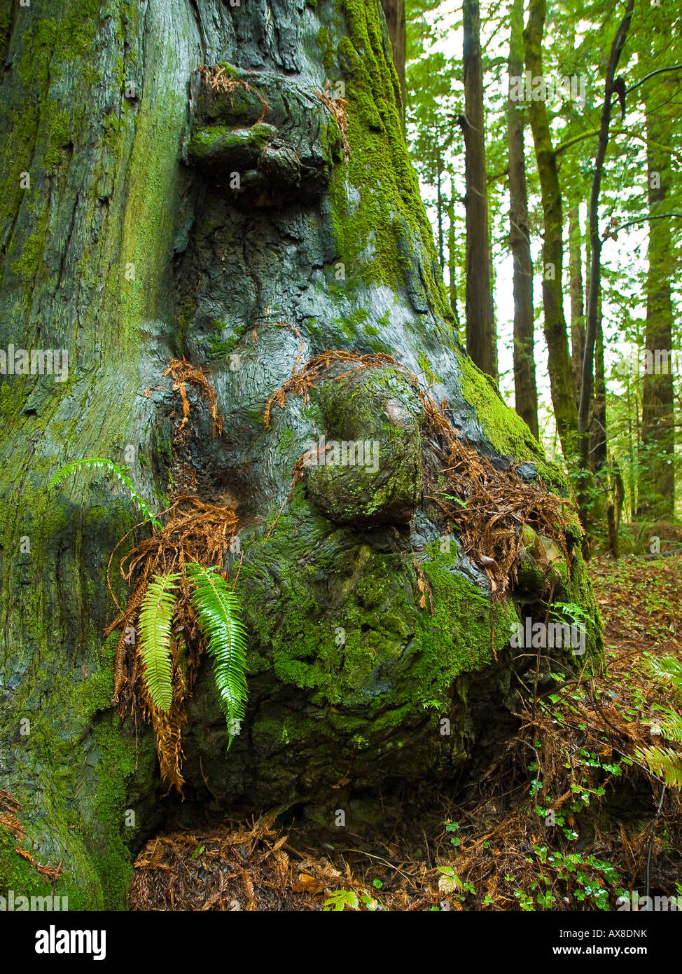 Redwood Trunk with Moss Avenue of the Giants Humboldt Redwoods State ...