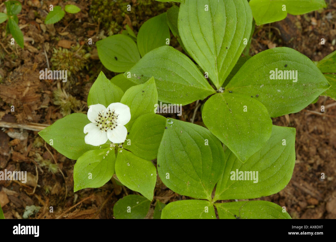 Bunchberry, Cornus canadensis (Dogwood family Stock Photo - Alamy