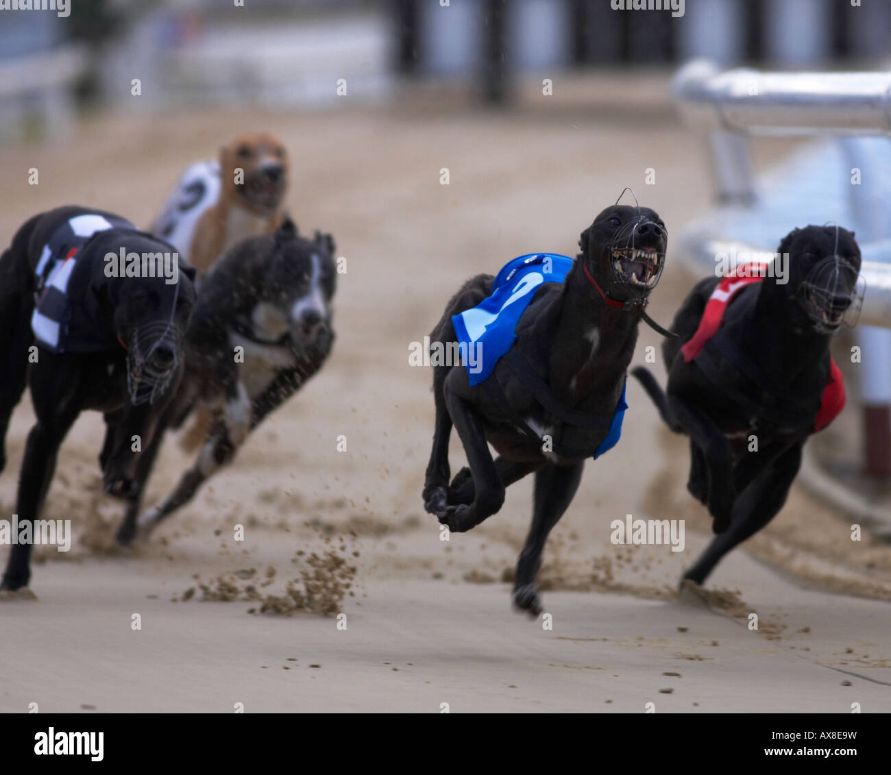 Greyhound racing at Oxford Stock Photo - Alamy