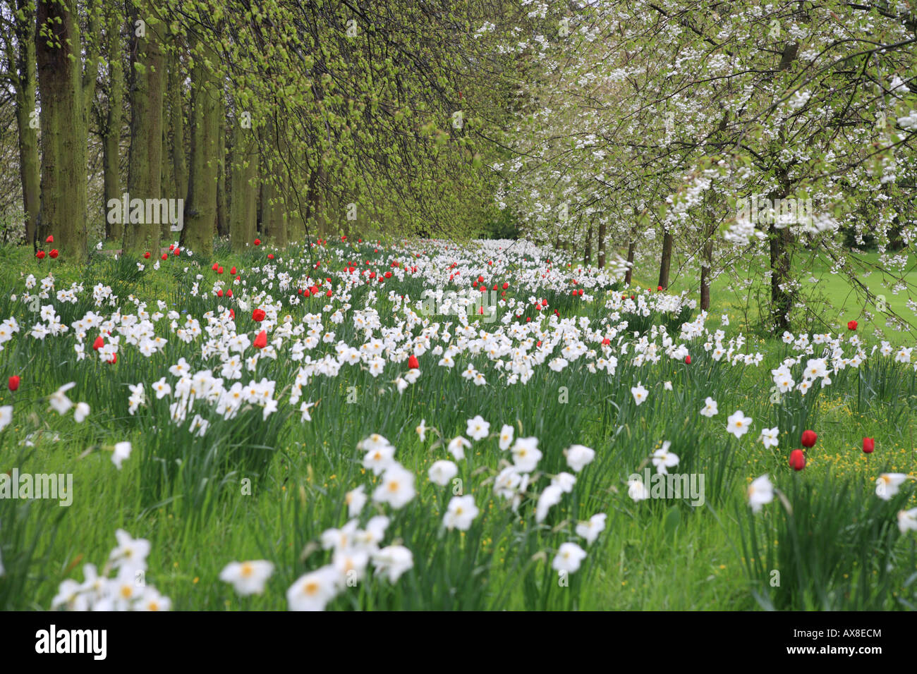 Spring flowers on cambridge backs hi-res stock photography and images ...