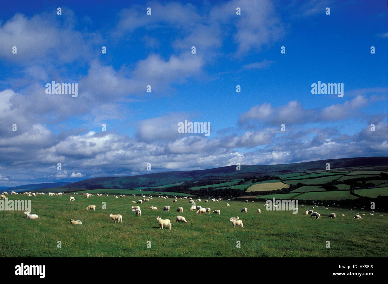Exmoor near Porlock, Devon Exmoor Europe, England Stock Photo - Alamy