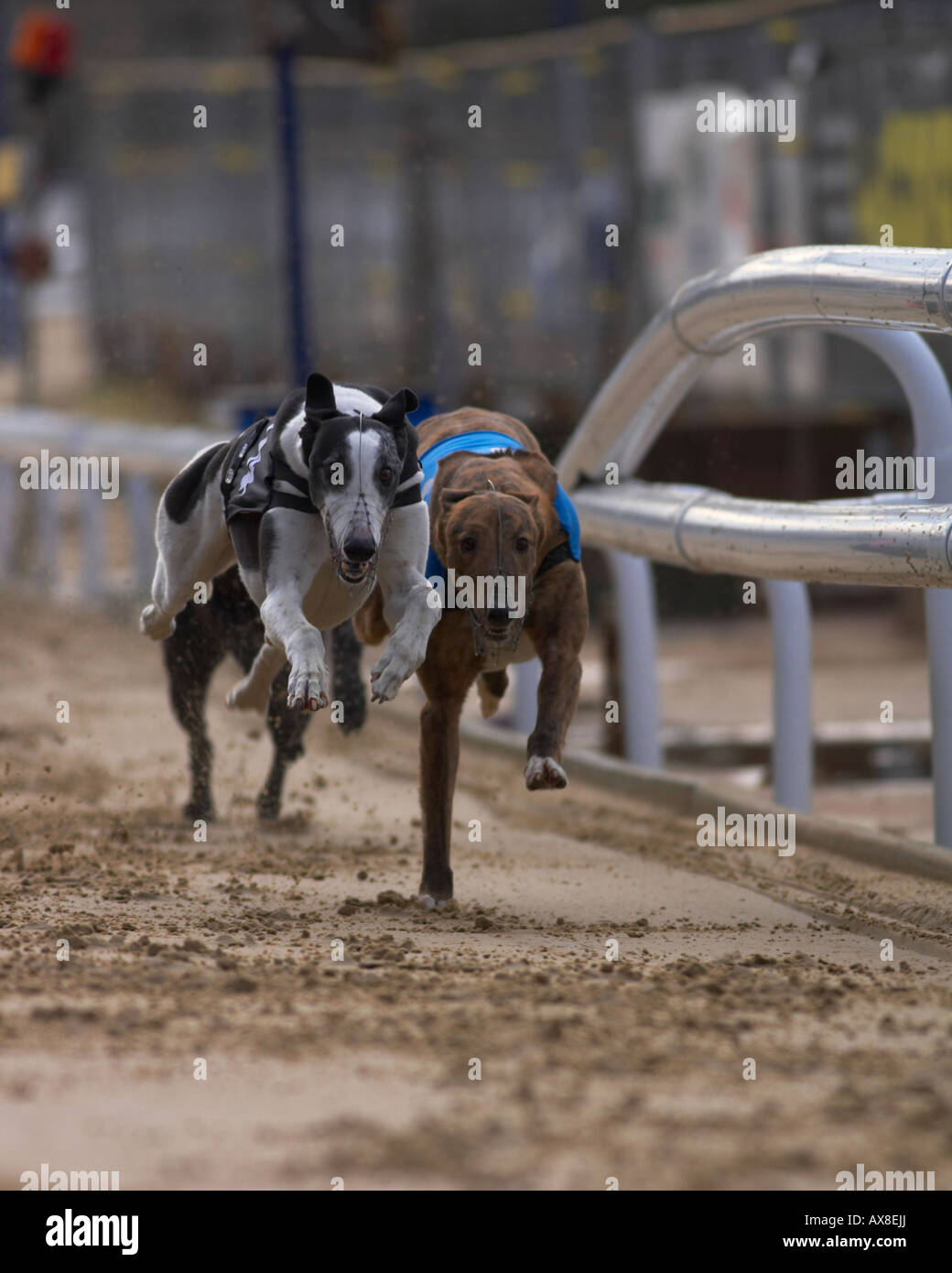 Greyhound racing at Oxford Stock Photo - Alamy