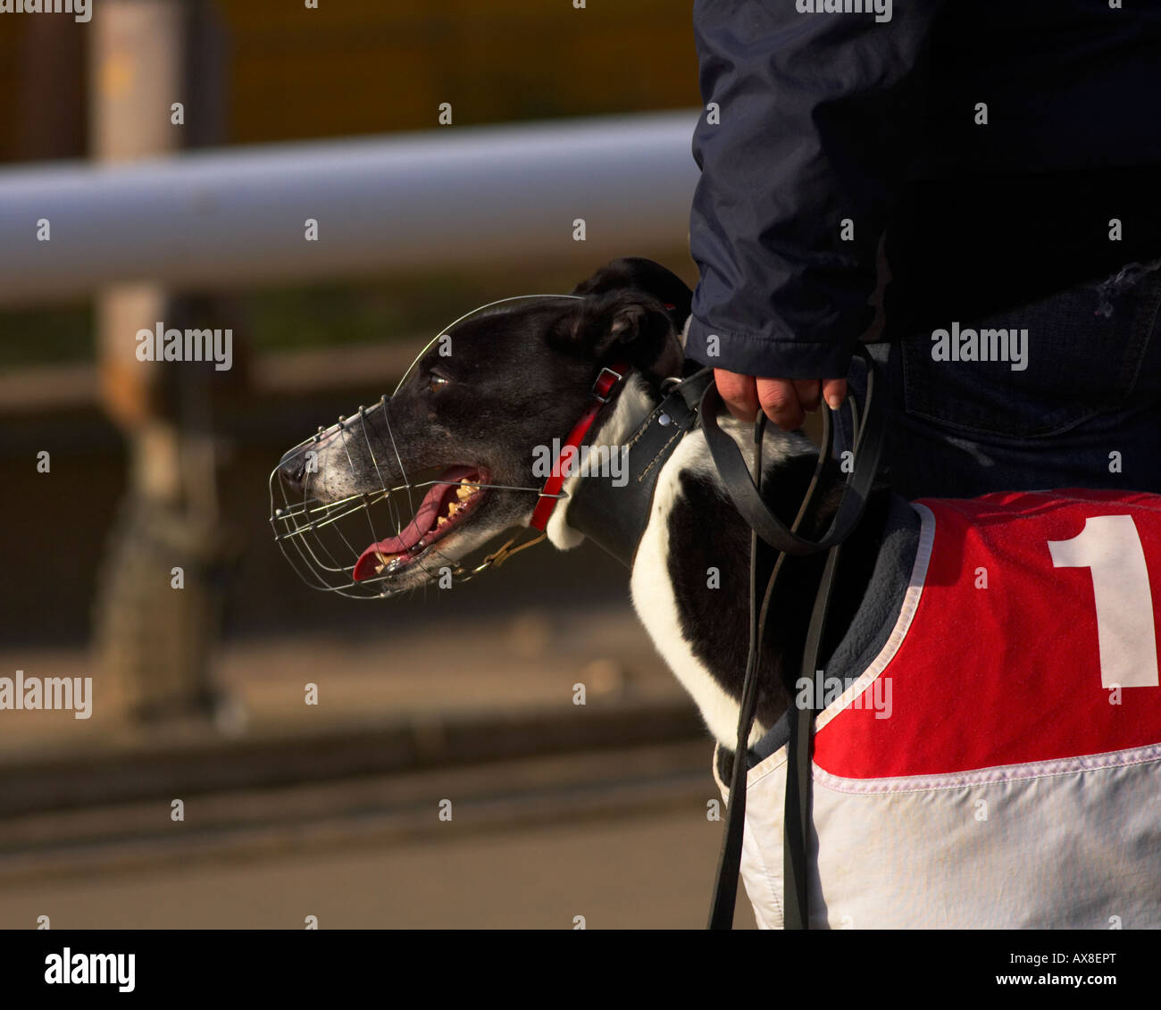 Greyhound racing at Oxford Stock Photo - Alamy