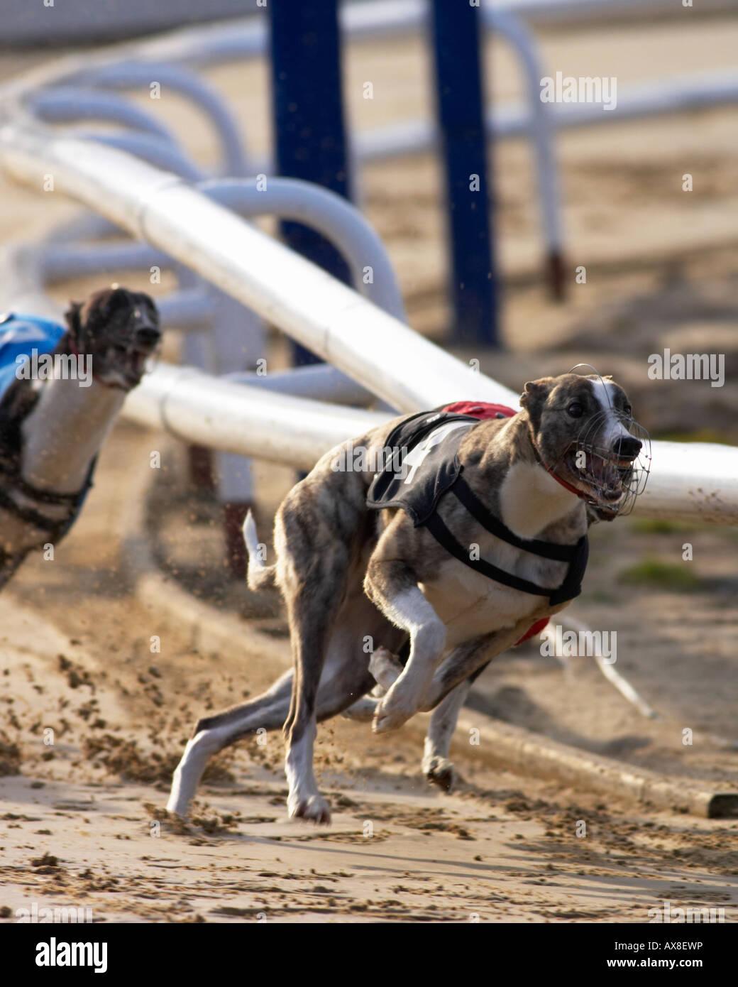 Greyhound racing at Oxford Stock Photo - Alamy