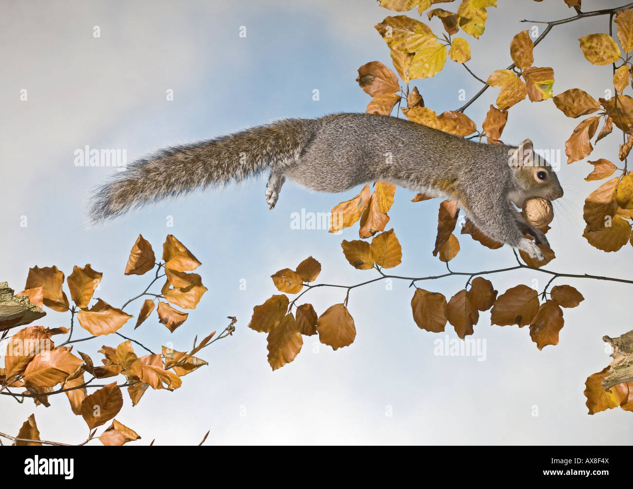 Grey squirrel Sciurus carolinus jumping with walnut Stock Photo - Alamy