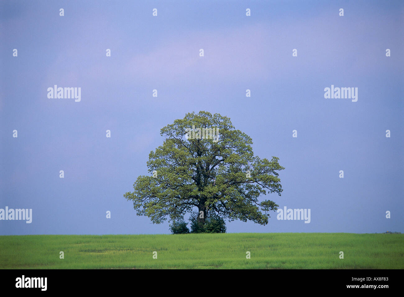 Solitary live oak tree hi-res stock photography and images - Alamy