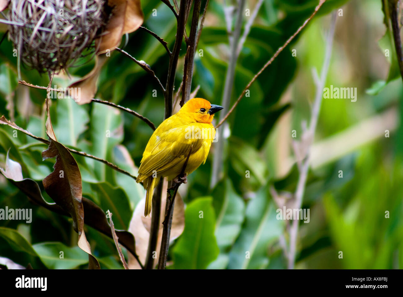 Golden taveta hi-res stock photography and images - Alamy