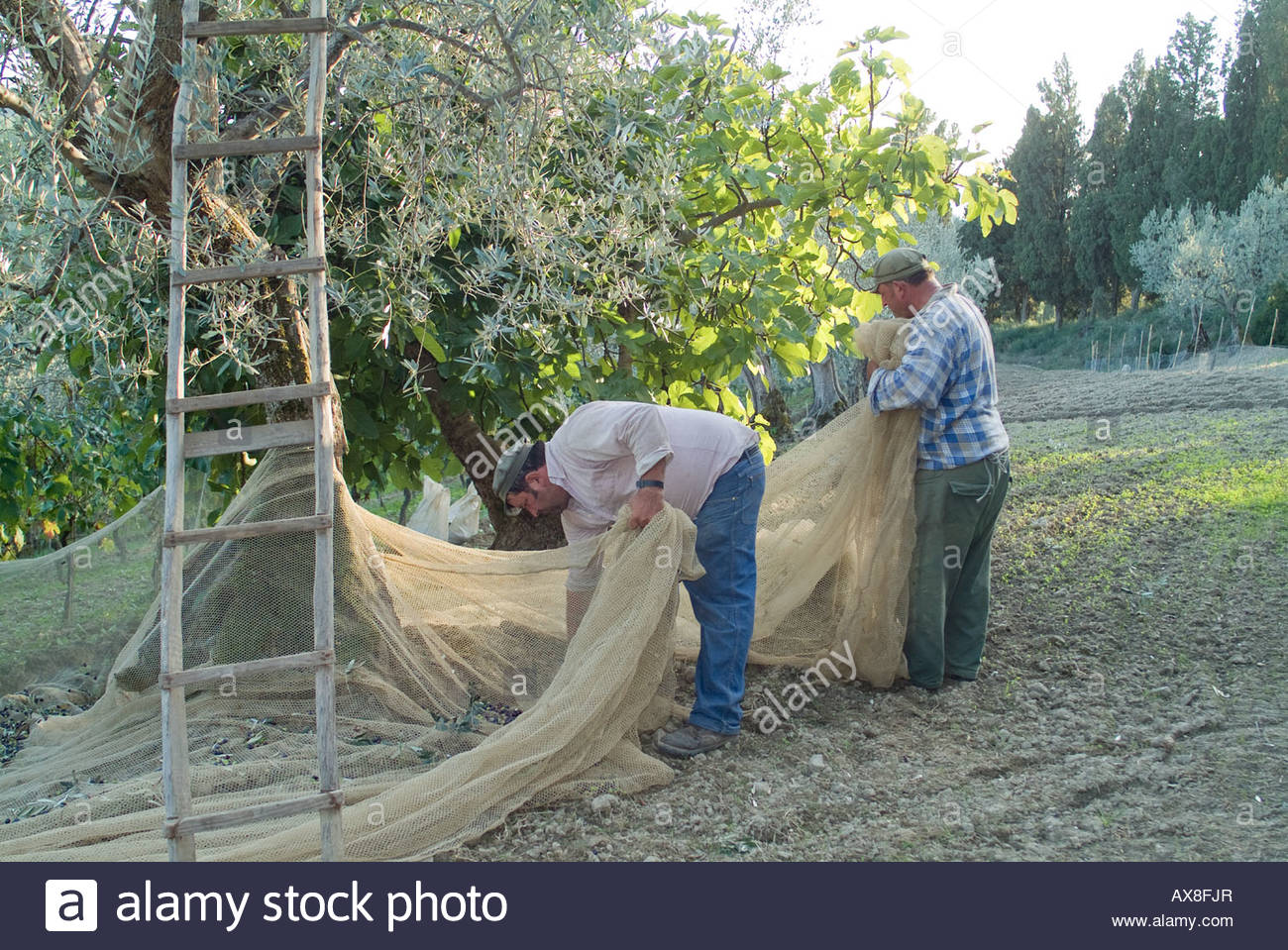 Olive Pickers High Resolution Stock Photography and Images - Alamy