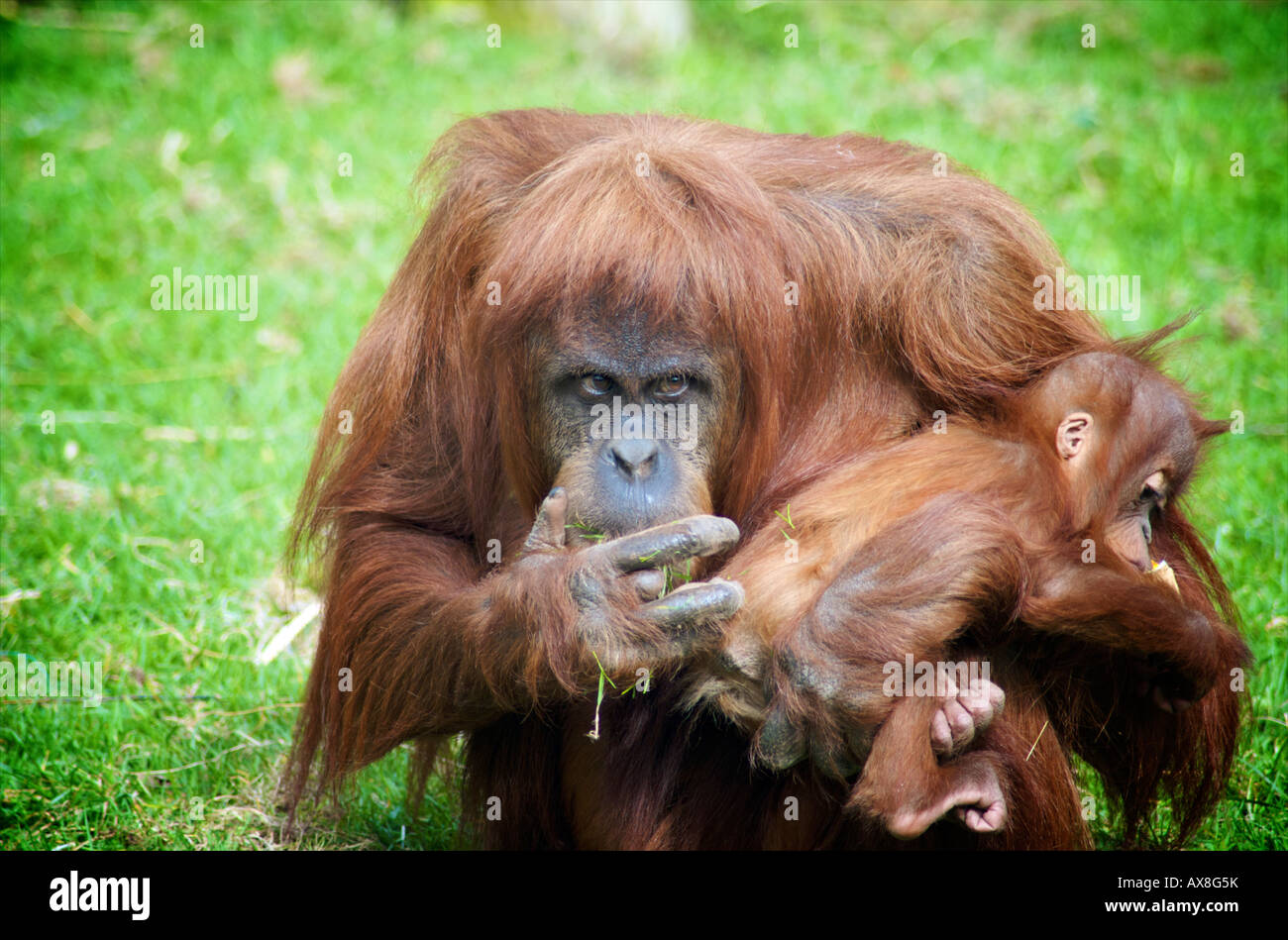 Sumatran Orang-utan holding baby Stock Photo - Alamy
