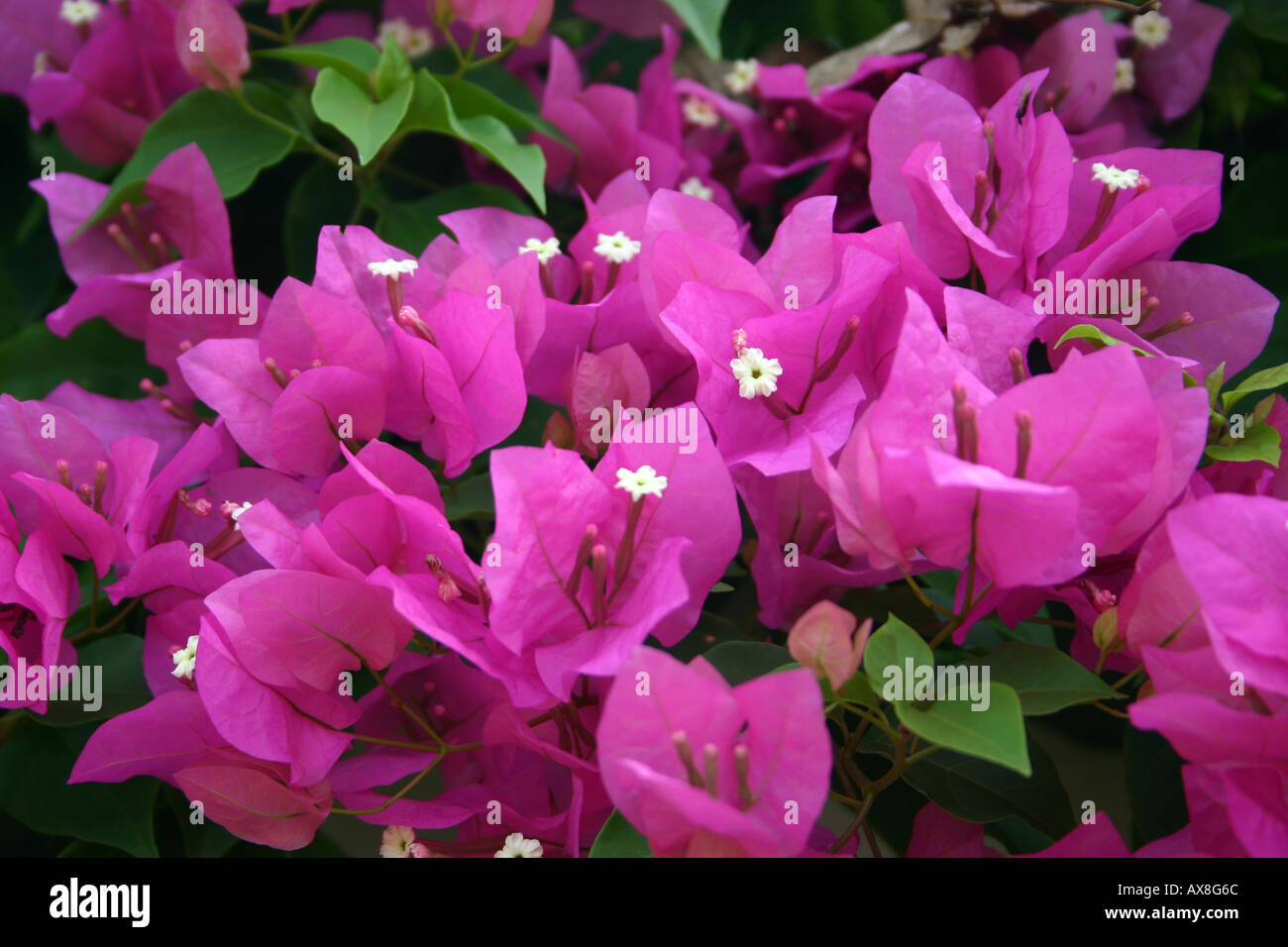 Tropical flowers ghana west africa hi-res stock photography and images ...