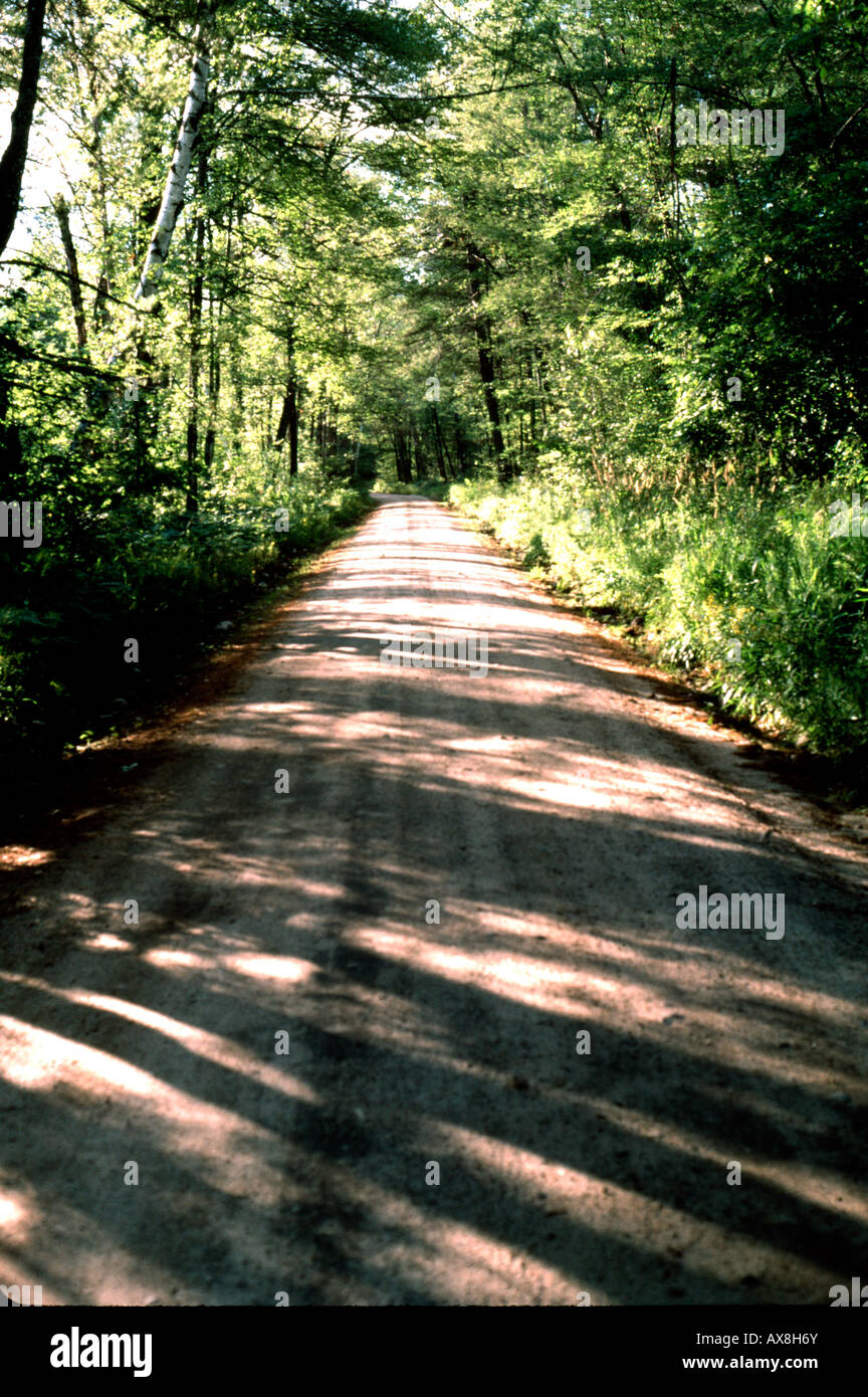 Unmade road through woods in Maine USA Stock Photo - Alamy