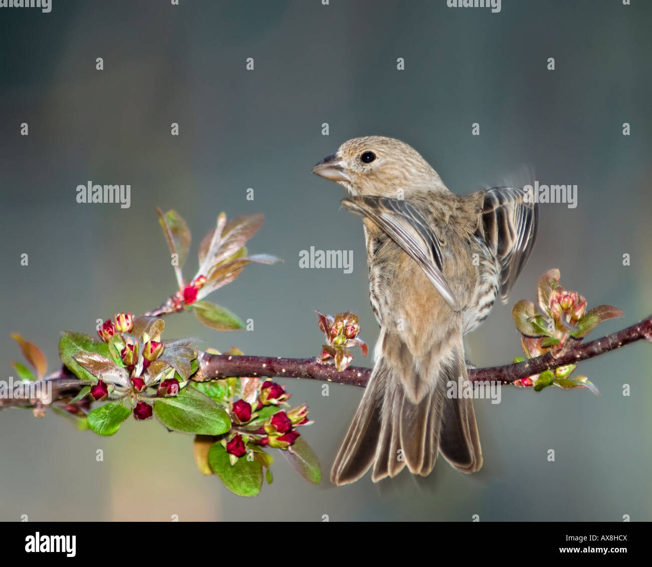 Male female house sparrow perched hi-res stock photography and images ...
