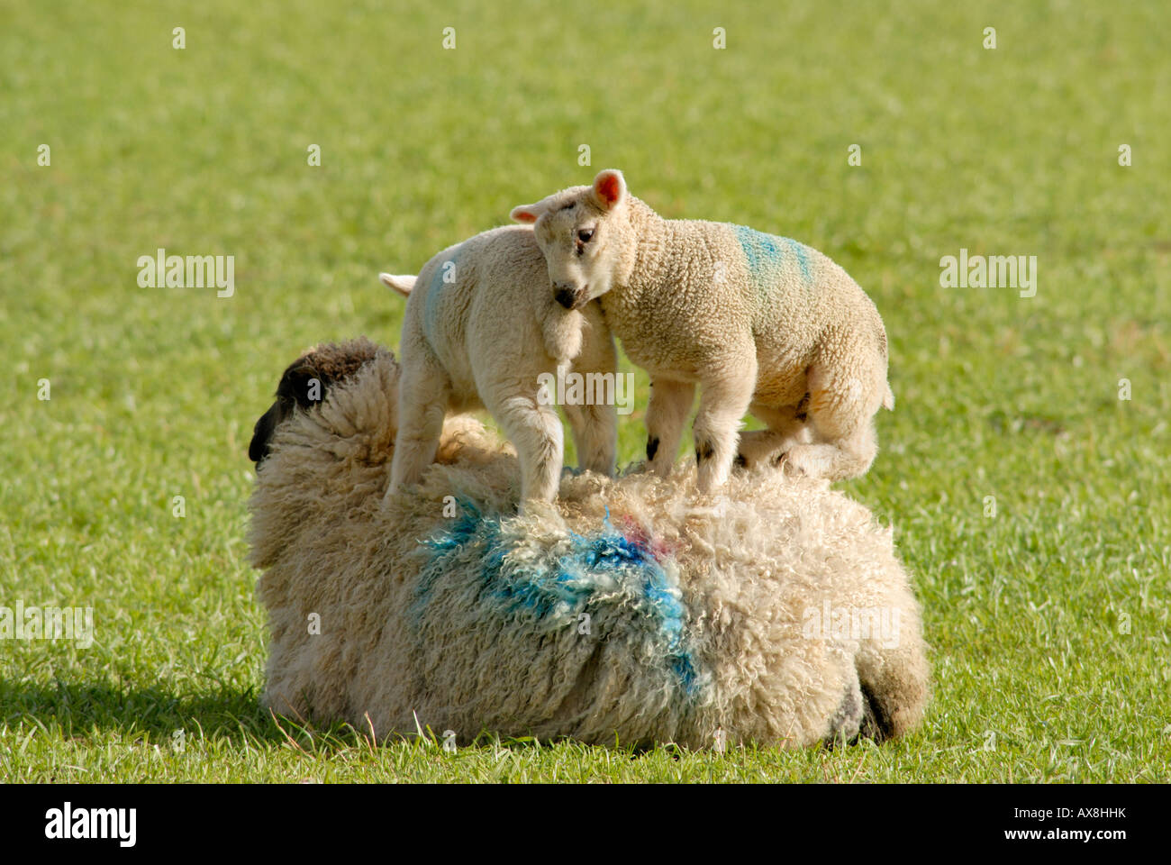 Frolicking lamb hi-res stock photography and images - Alamy