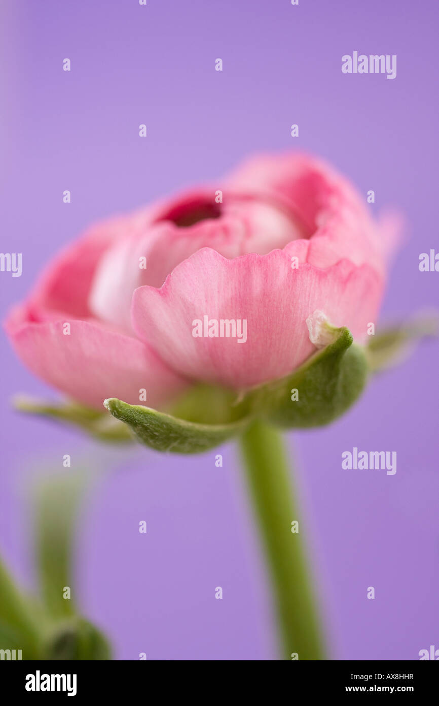 A close up of the petals and bracts of a pink Ranunculus flower in ...