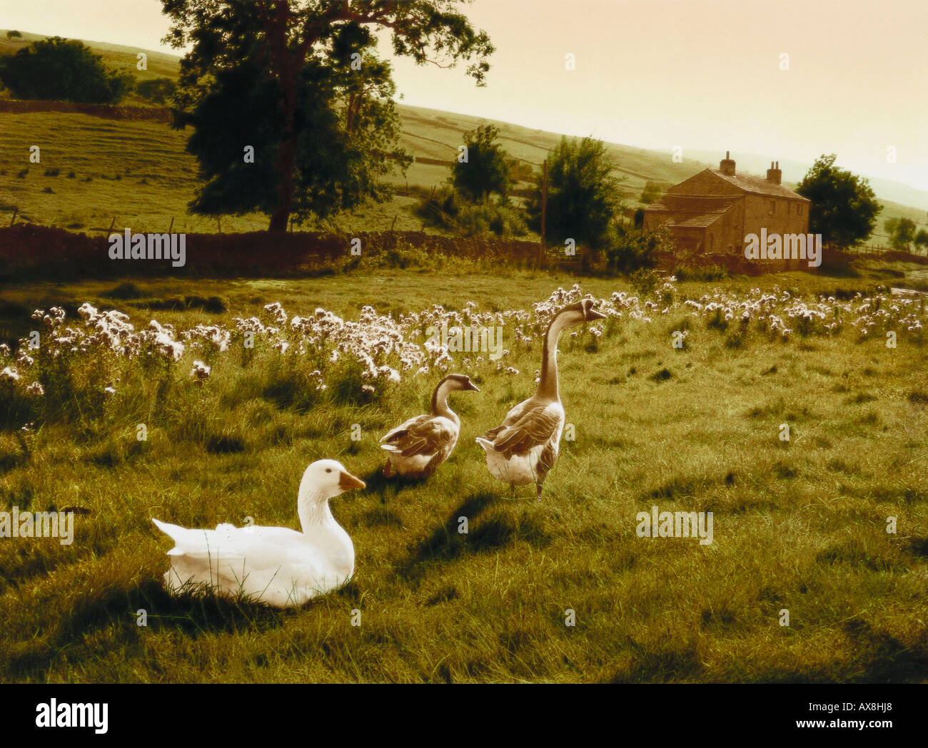 Dieses hi-res stock photography and images - Alamy