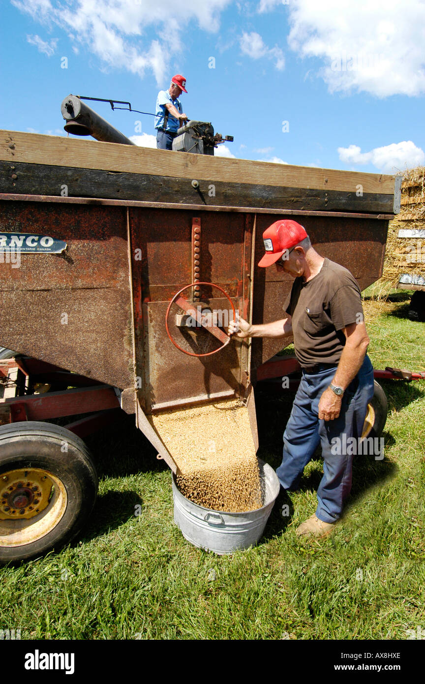 Living history demonstration of threshing oats with steam power at an ...