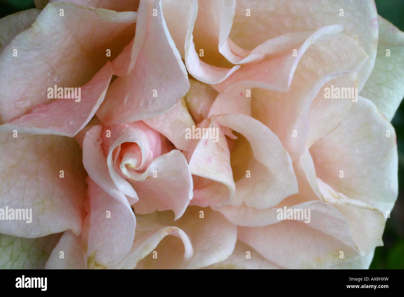 Evalyn High Resolution Stock Photography and Images - Alamy