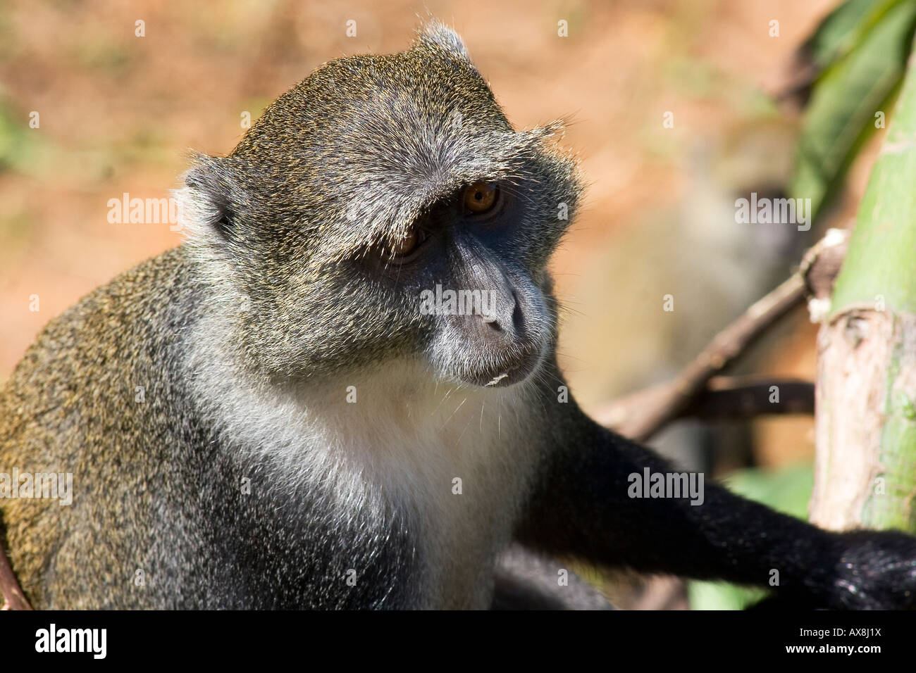 Cercopithecus mitis albogularis hi-res stock photography and images - Alamy