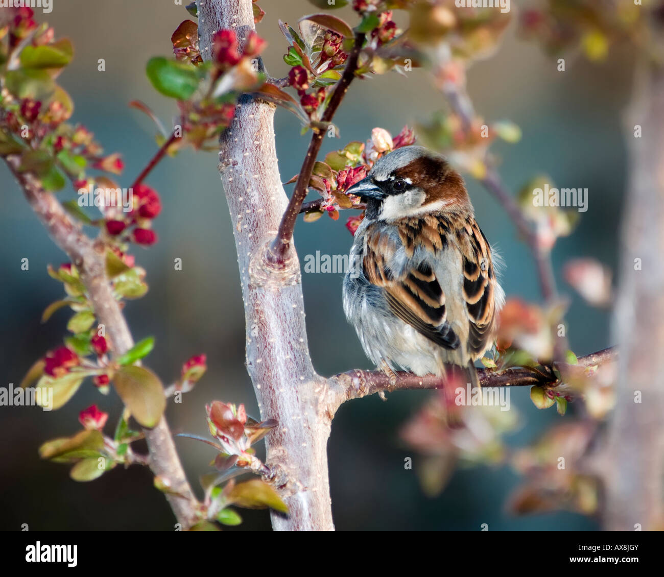 A male House sparrow or English sparrow perching in a budding Crabapple ...