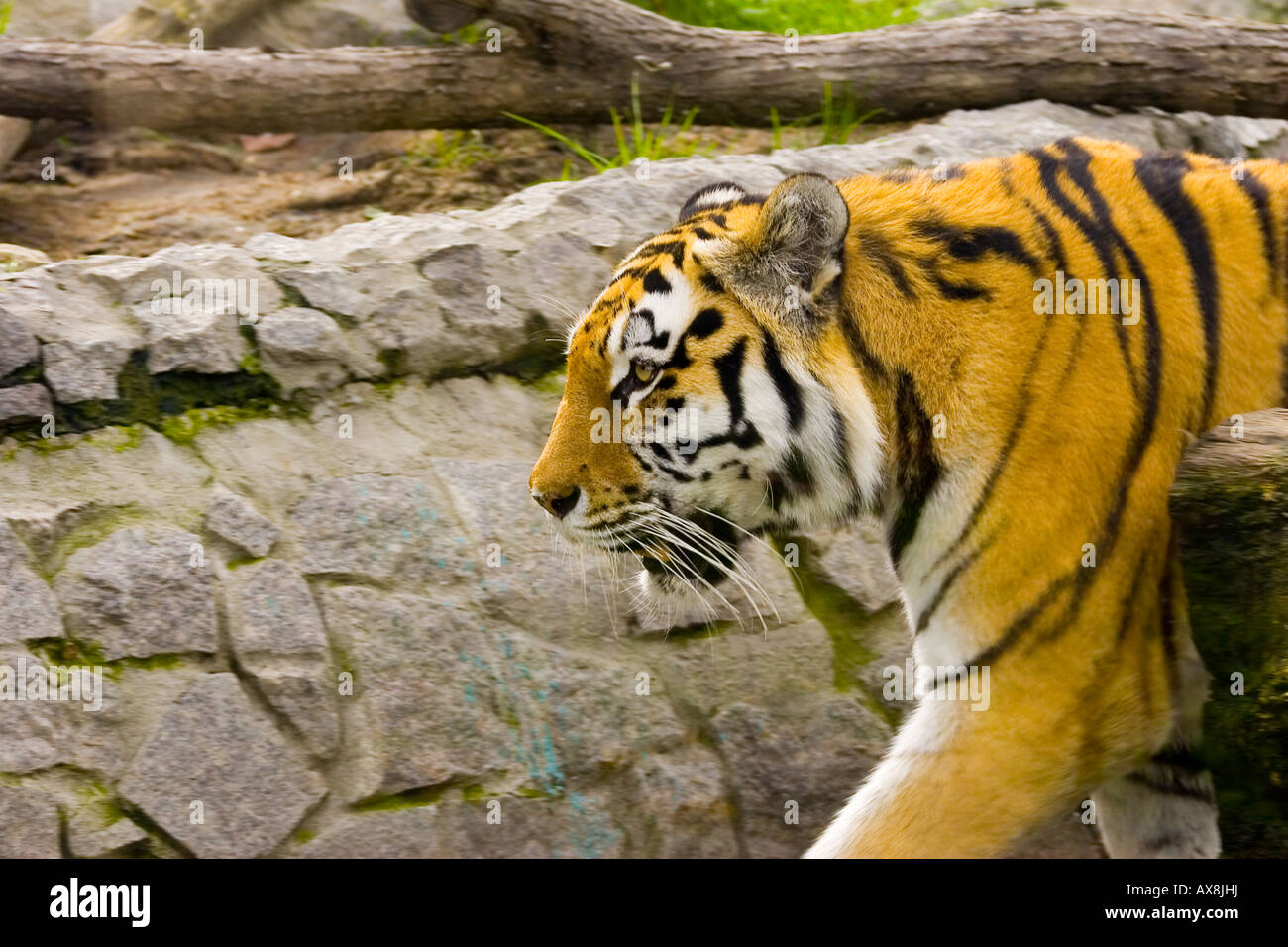 The aggressive tiger in zoo Stock Photo - Alamy