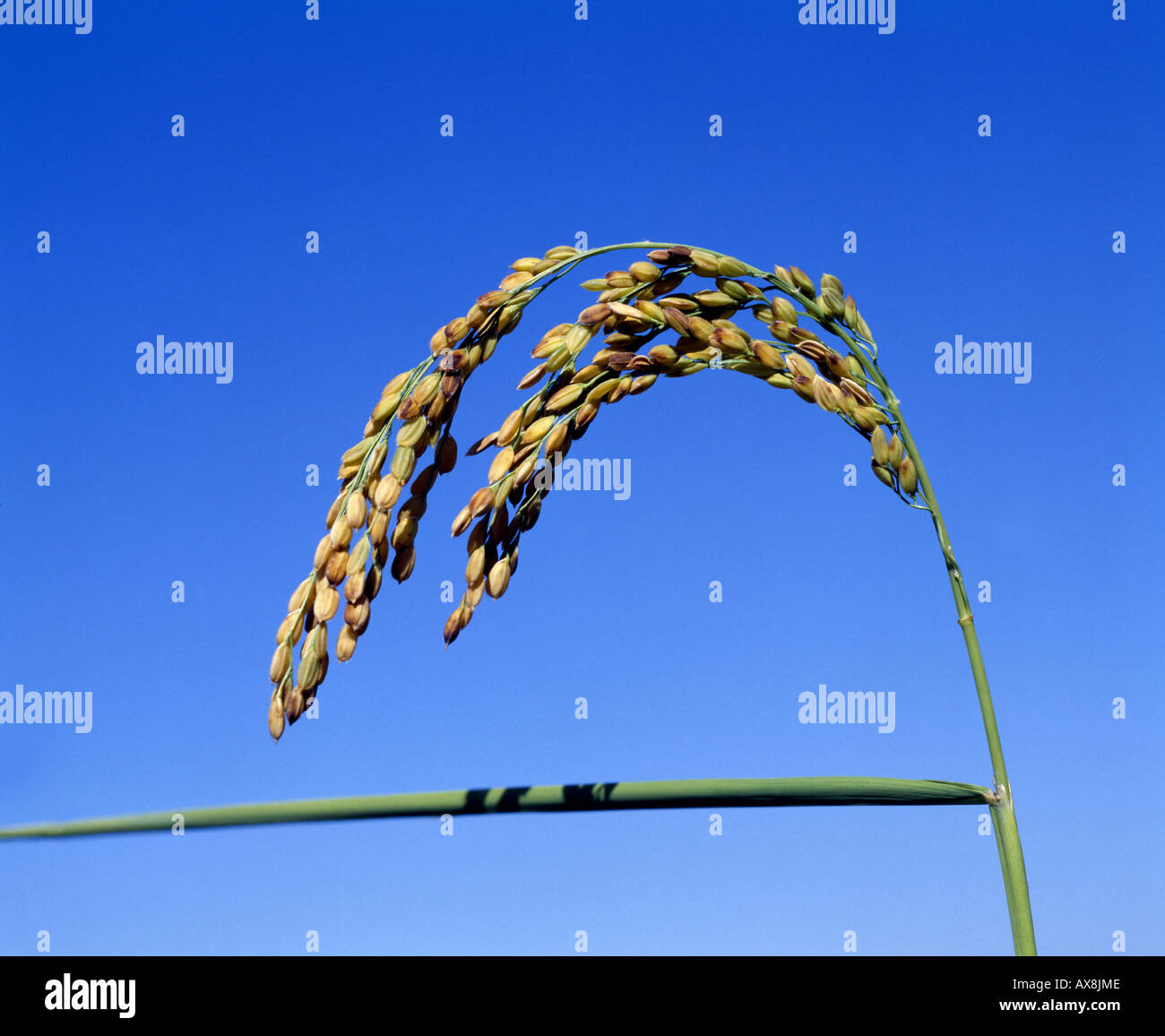 California rice field hi-res stock photography and images - Alamy