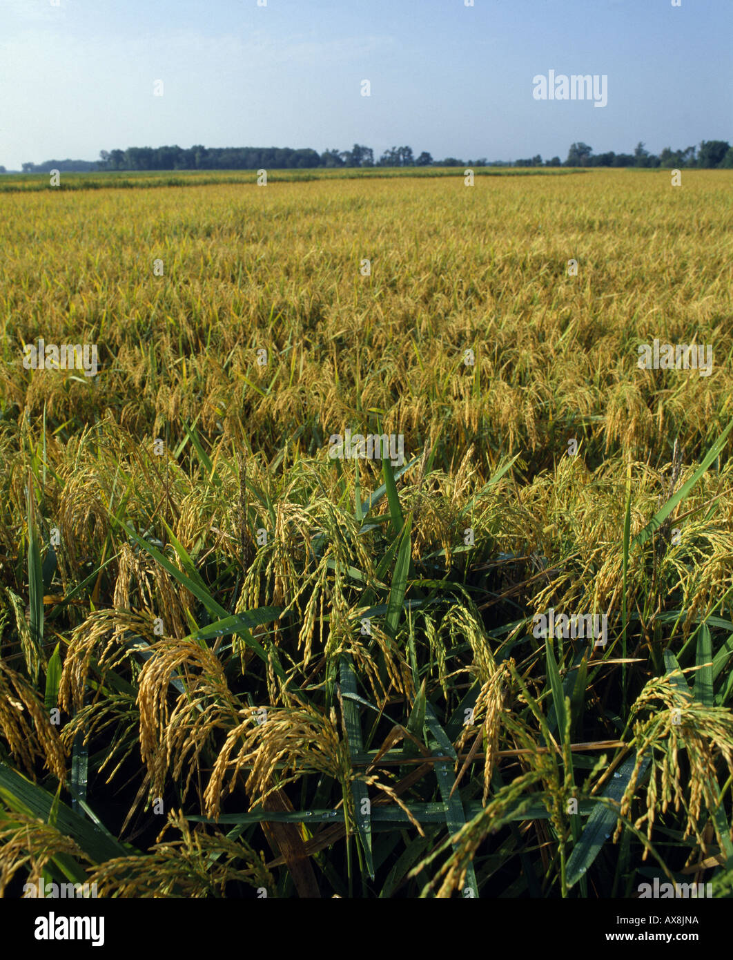 Growing rice arkansas hi-res stock photography and images - Alamy