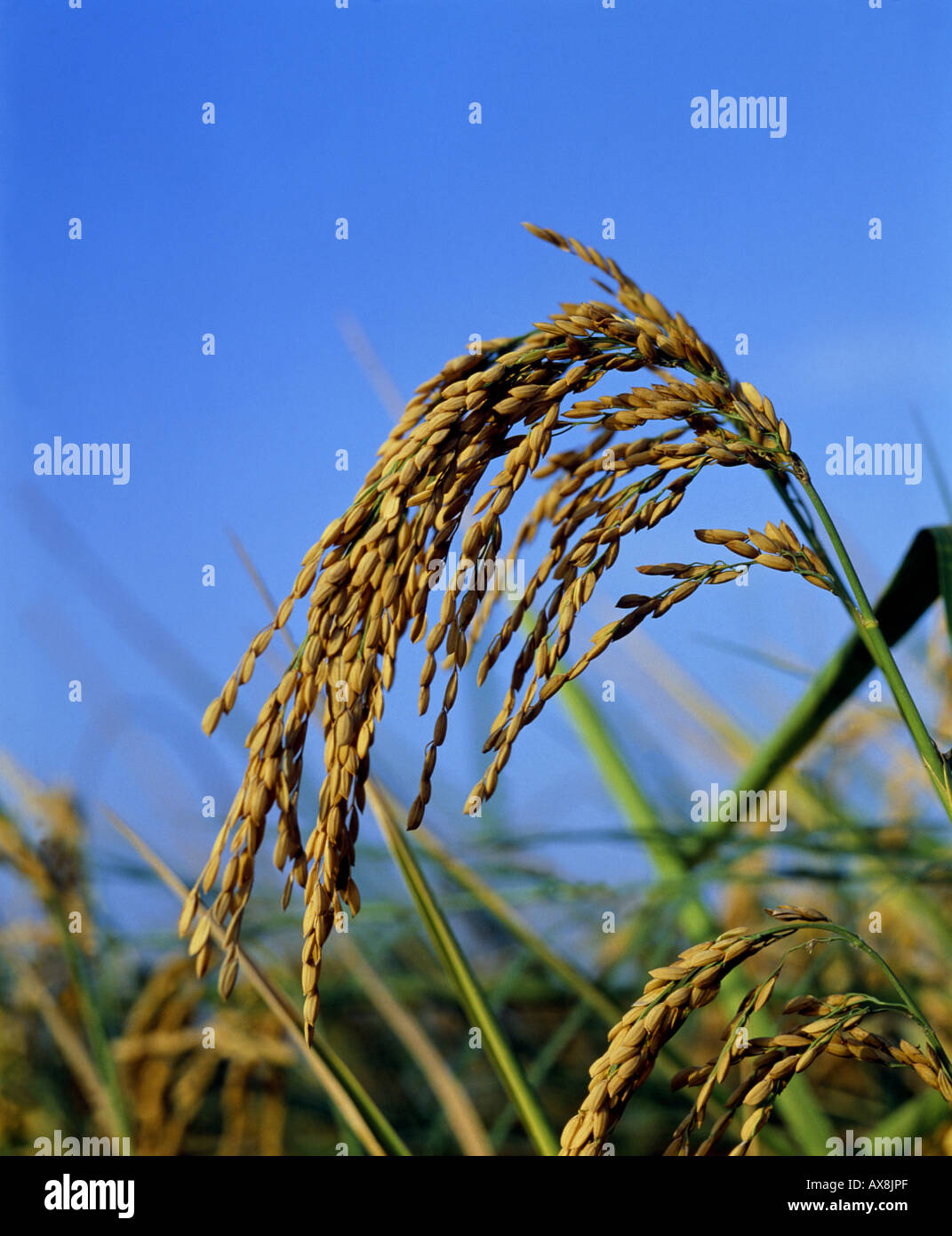 Long grain rice hi-res stock photography and images - Alamy