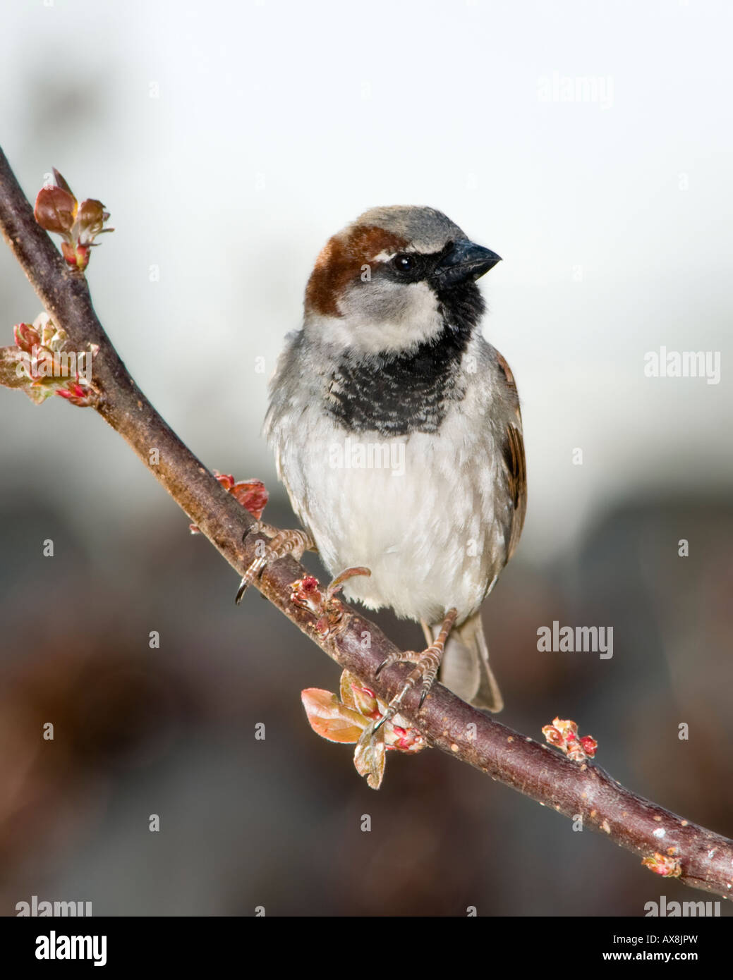 English sparrow hi-res stock photography and images - Alamy