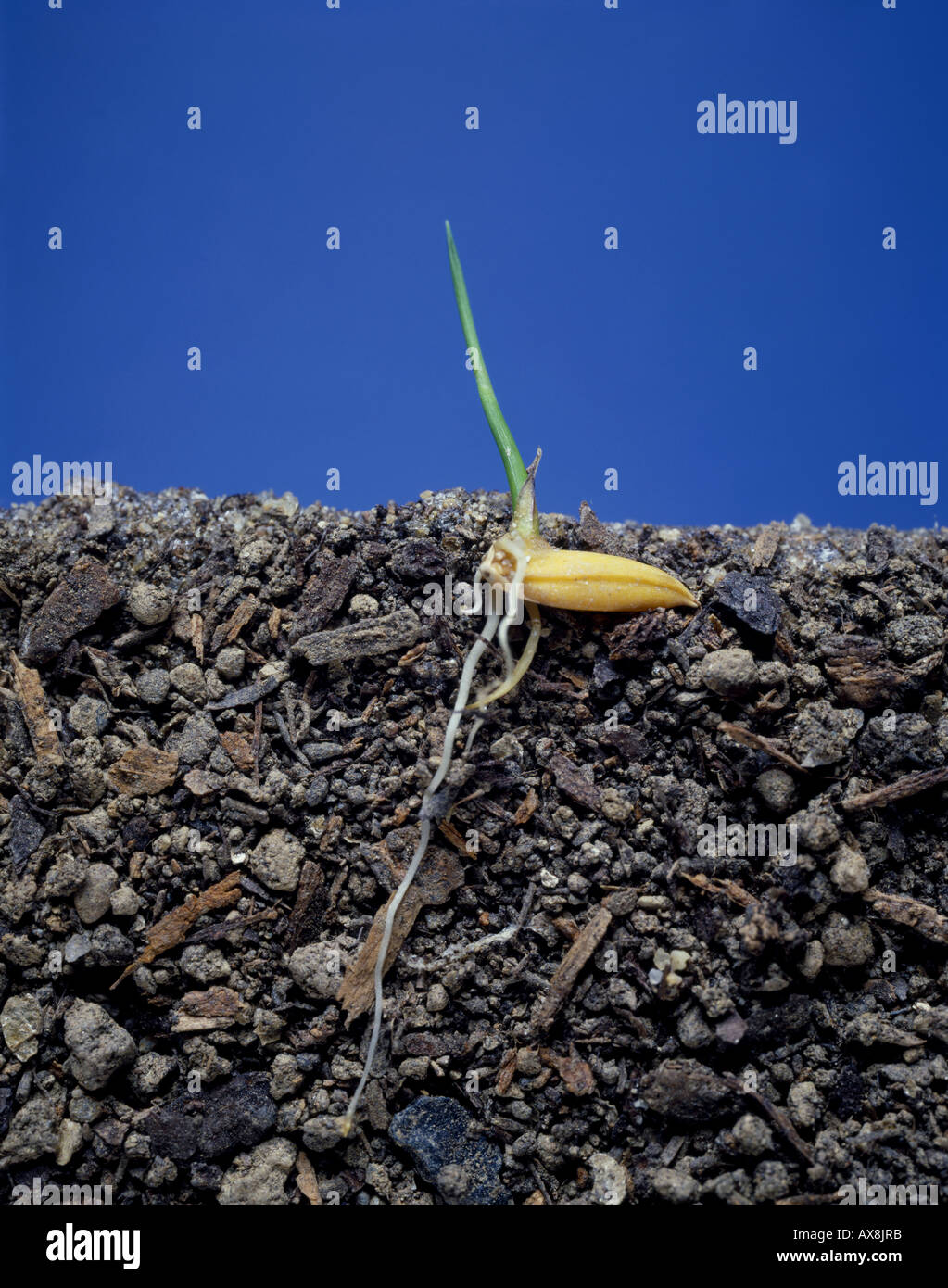 Rice sprouting hi-res stock photography and images - Alamy