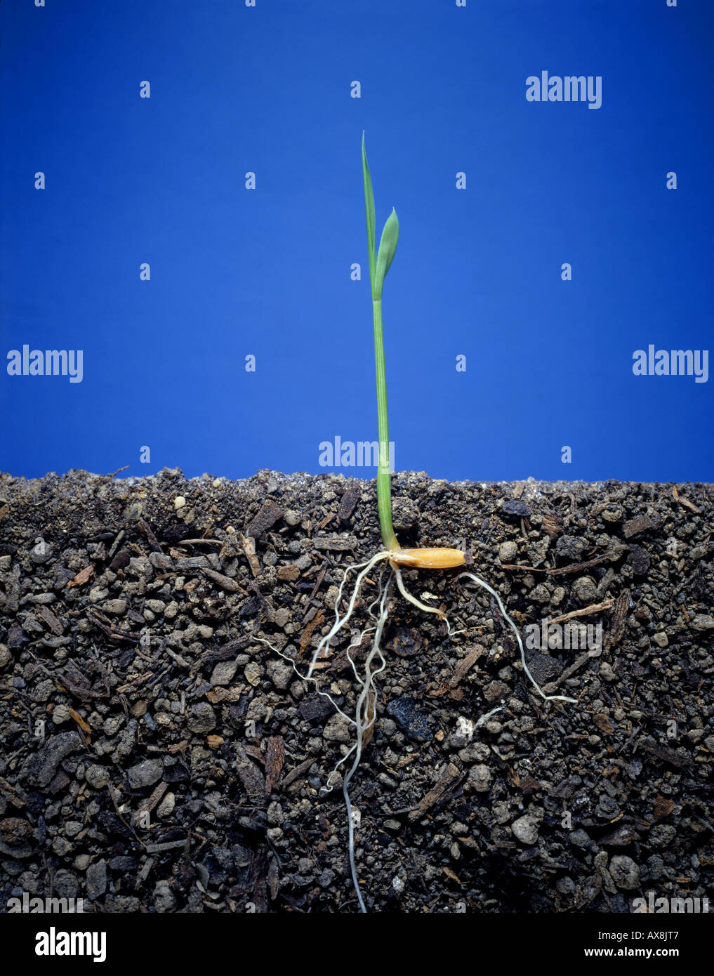 Rice Seed Germination High Resolution Stock Photography and Images - Alamy