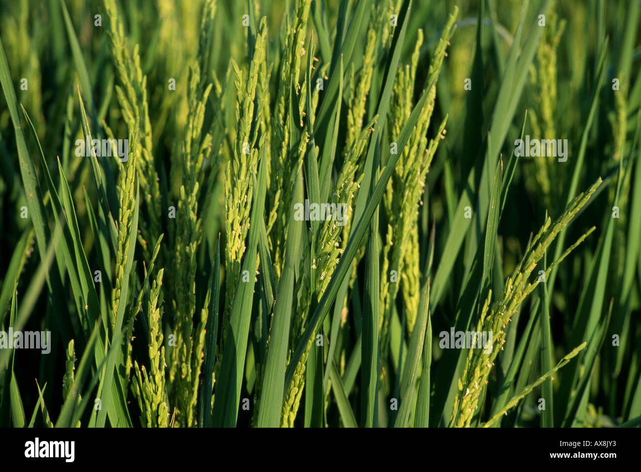 CLOSE UP OF RICE AT FLOWERING STAGE ARKANSAS Stock Photo - Alamy