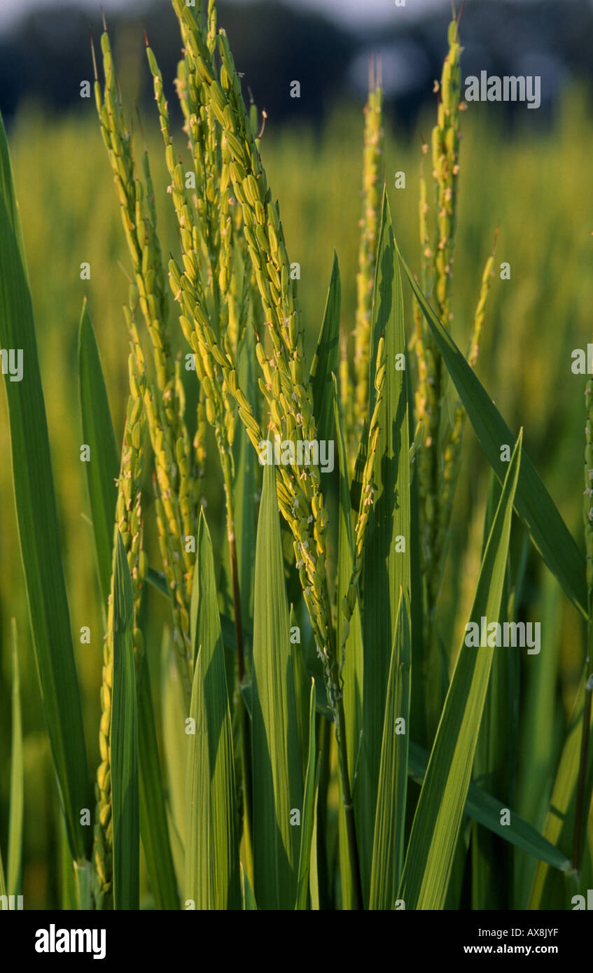 Does Arkansas Produce Rice at Josephine Blumberg blog