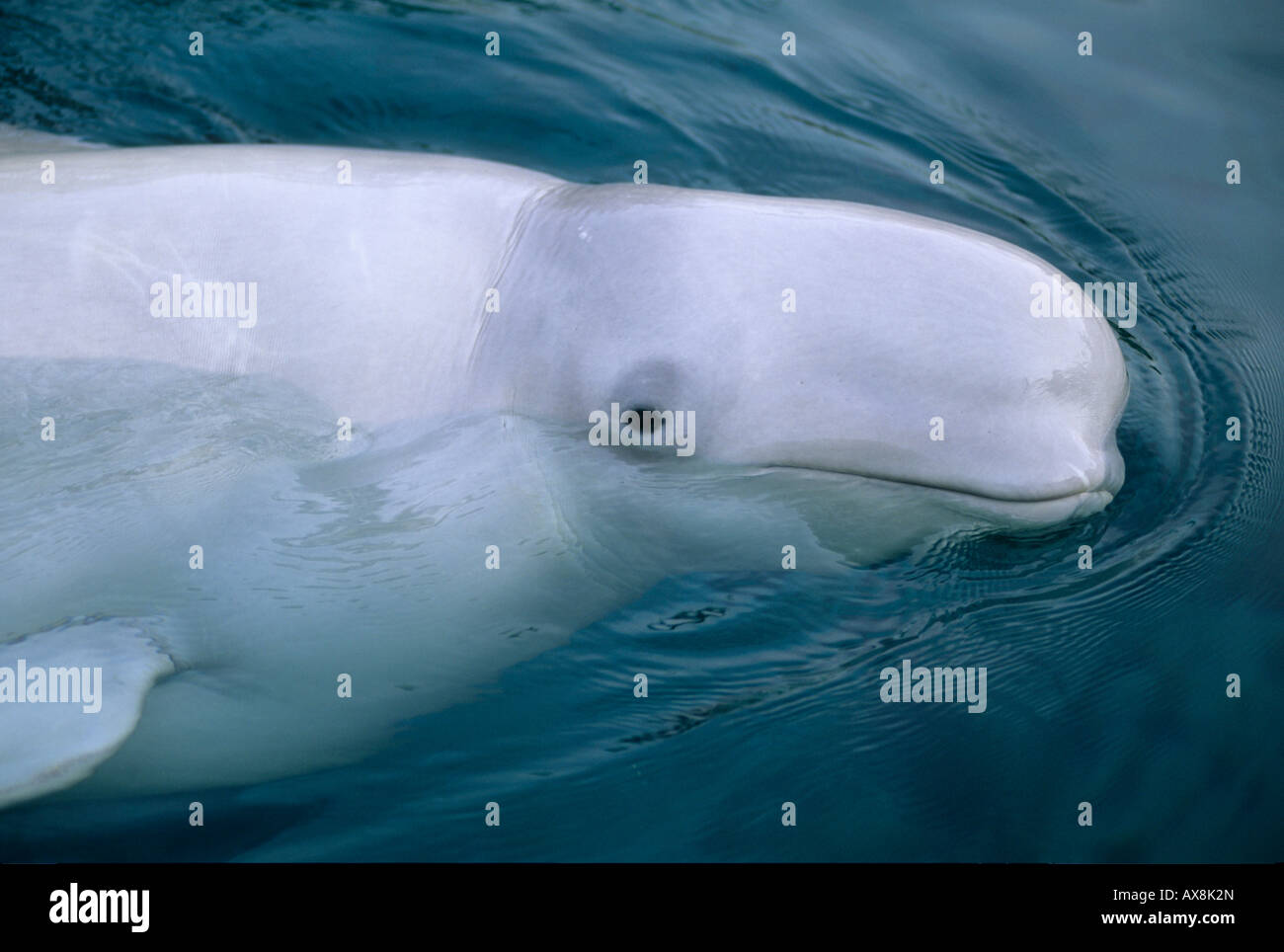 Vancouver aquarium belugas hi-res stock photography and images - Alamy
